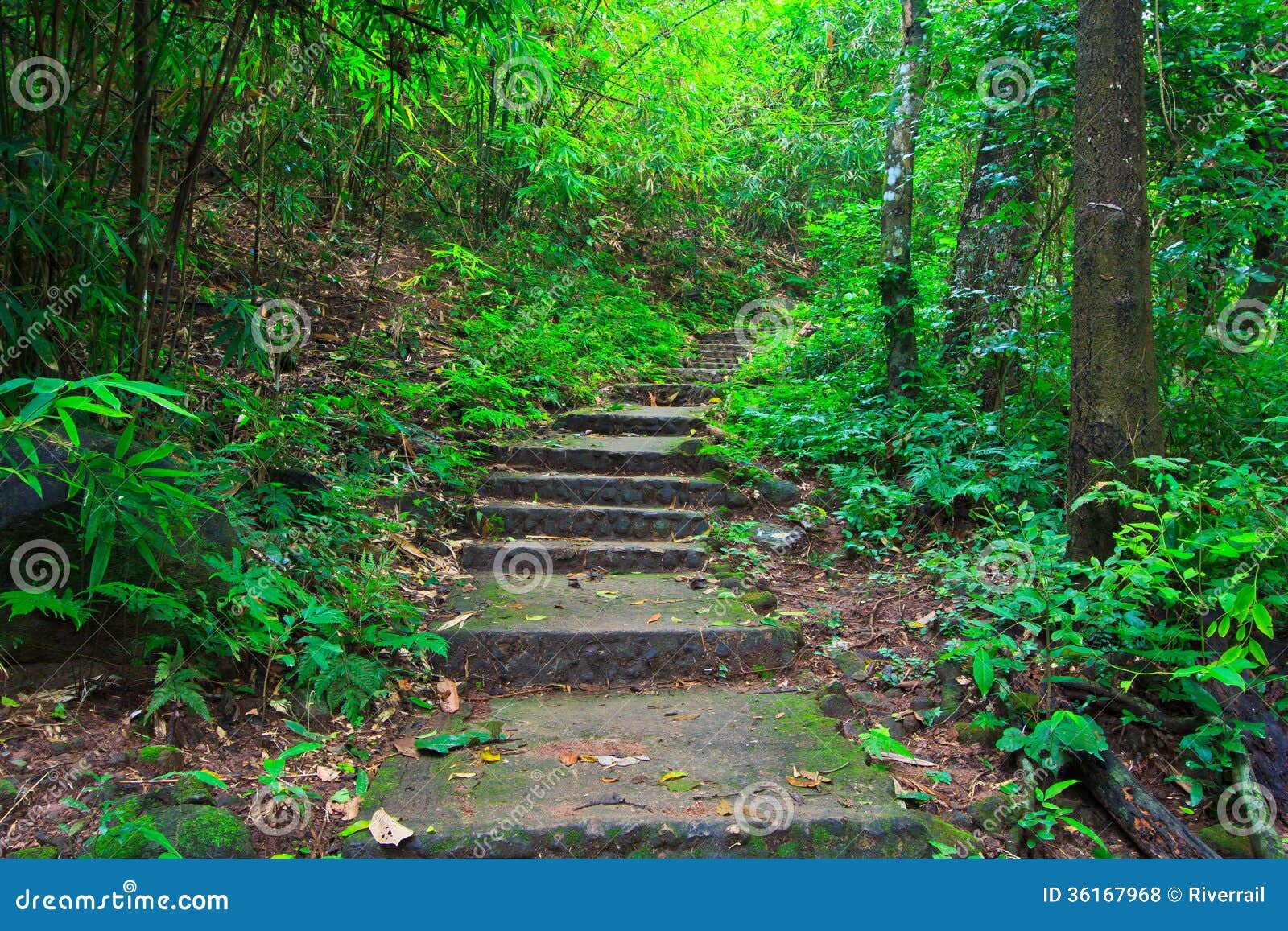 Path in the Tropical Rainforest Stock Photo - Image of scenic, foliage ...