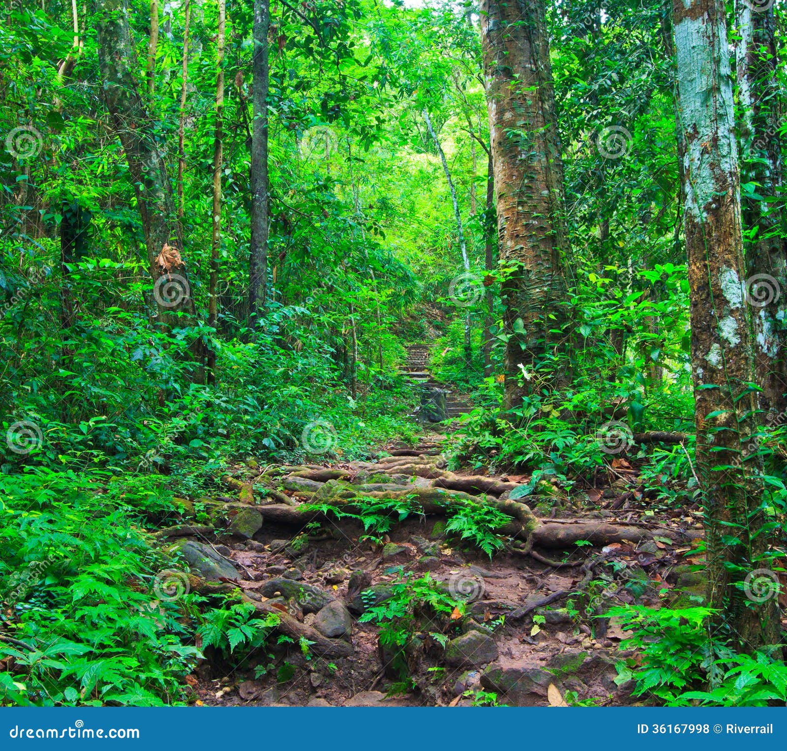 Path in the Tropical Rainforest Stock Photo - Image of mountain, mixed ...