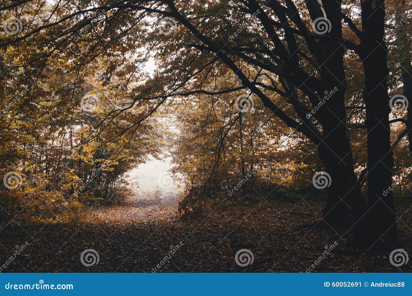 Path Trough the Forest in Autumn Stock Image - Image of flora, ground ...