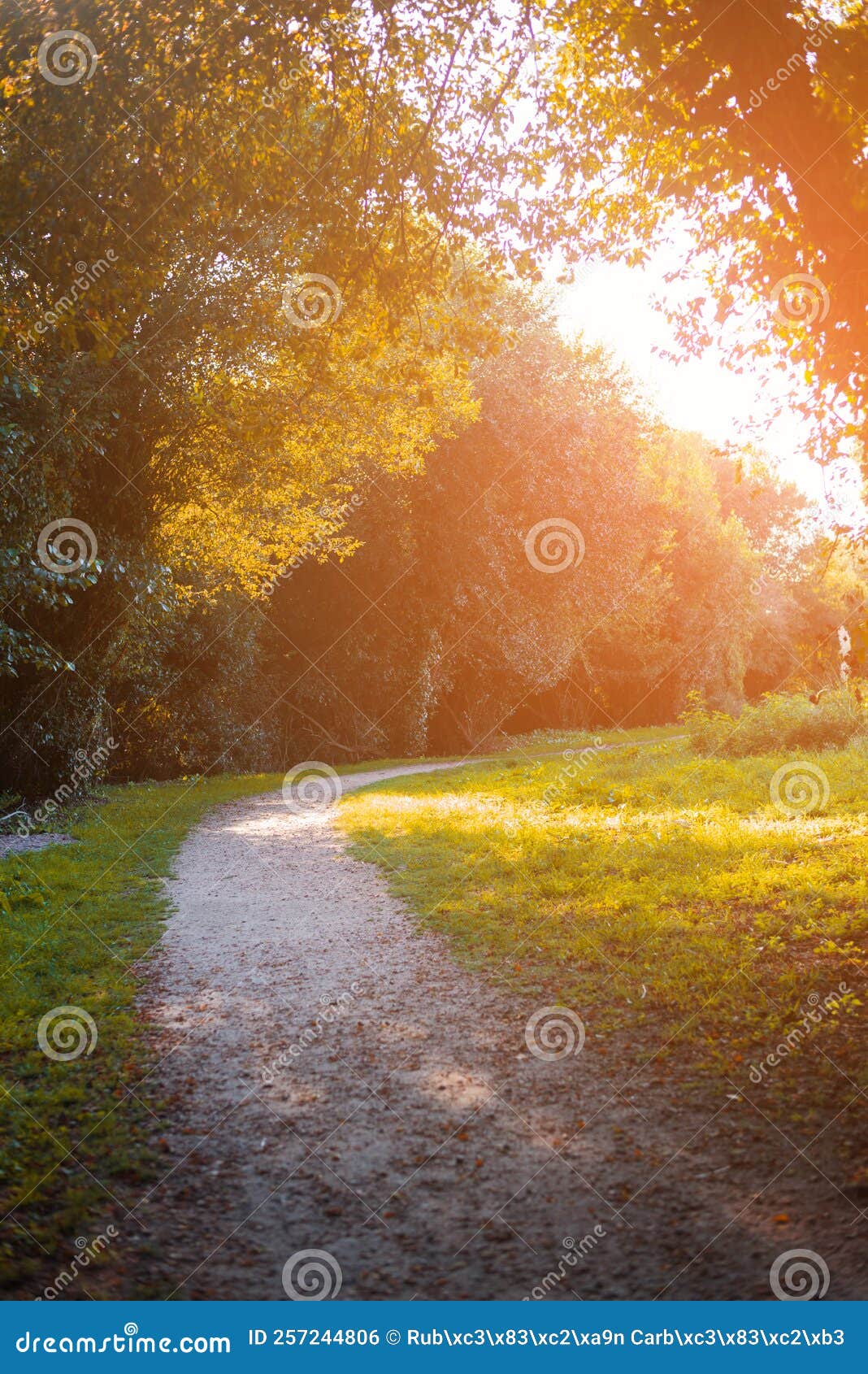Path Trough a Forest in Europe Stock Photo - Image of orange, highway ...