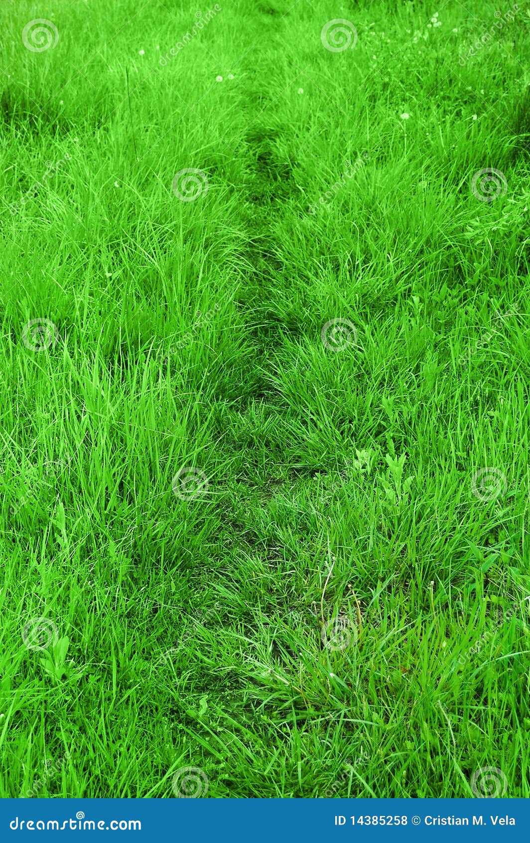 Path trough grass stock photo. Image of plain, spring - 14385258