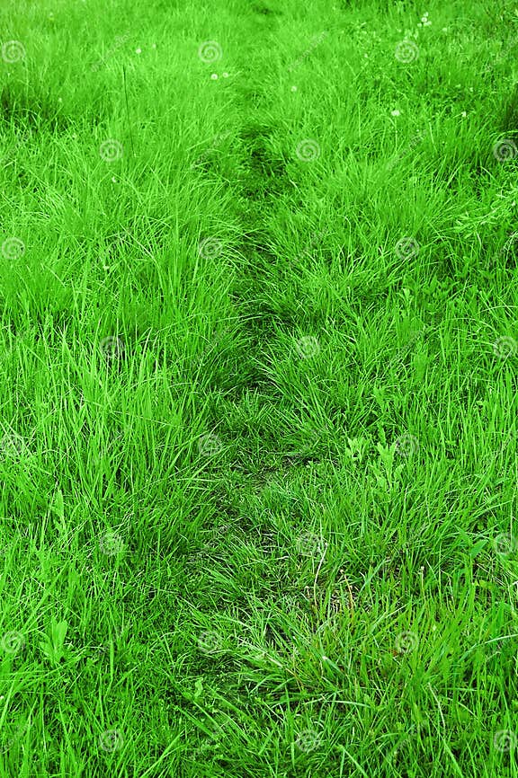 Path trough grass stock photo. Image of plain, spring - 14385258