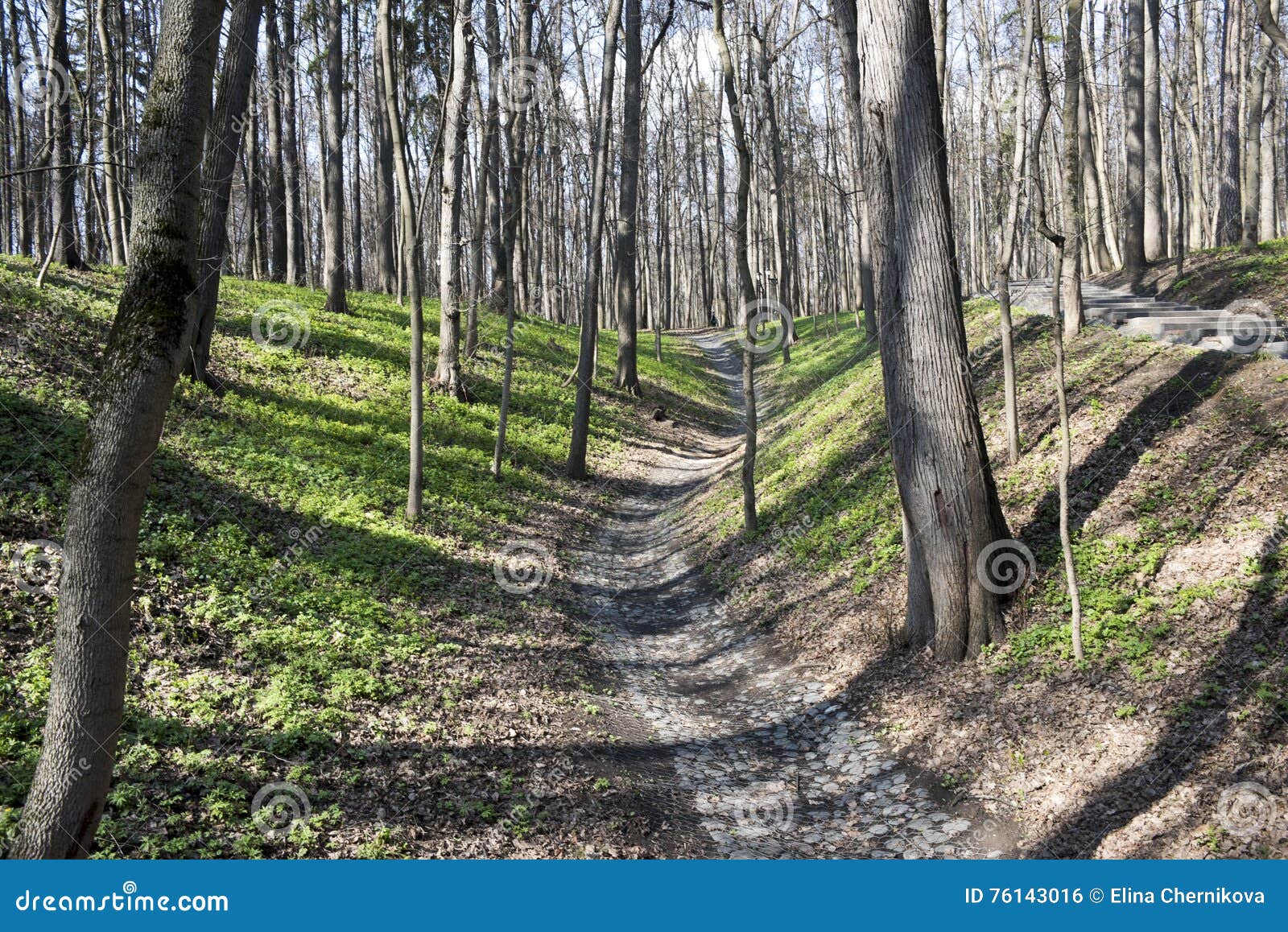 Path Trough Trees in the Park. Stock Photo - Image of pathway, foliage ...