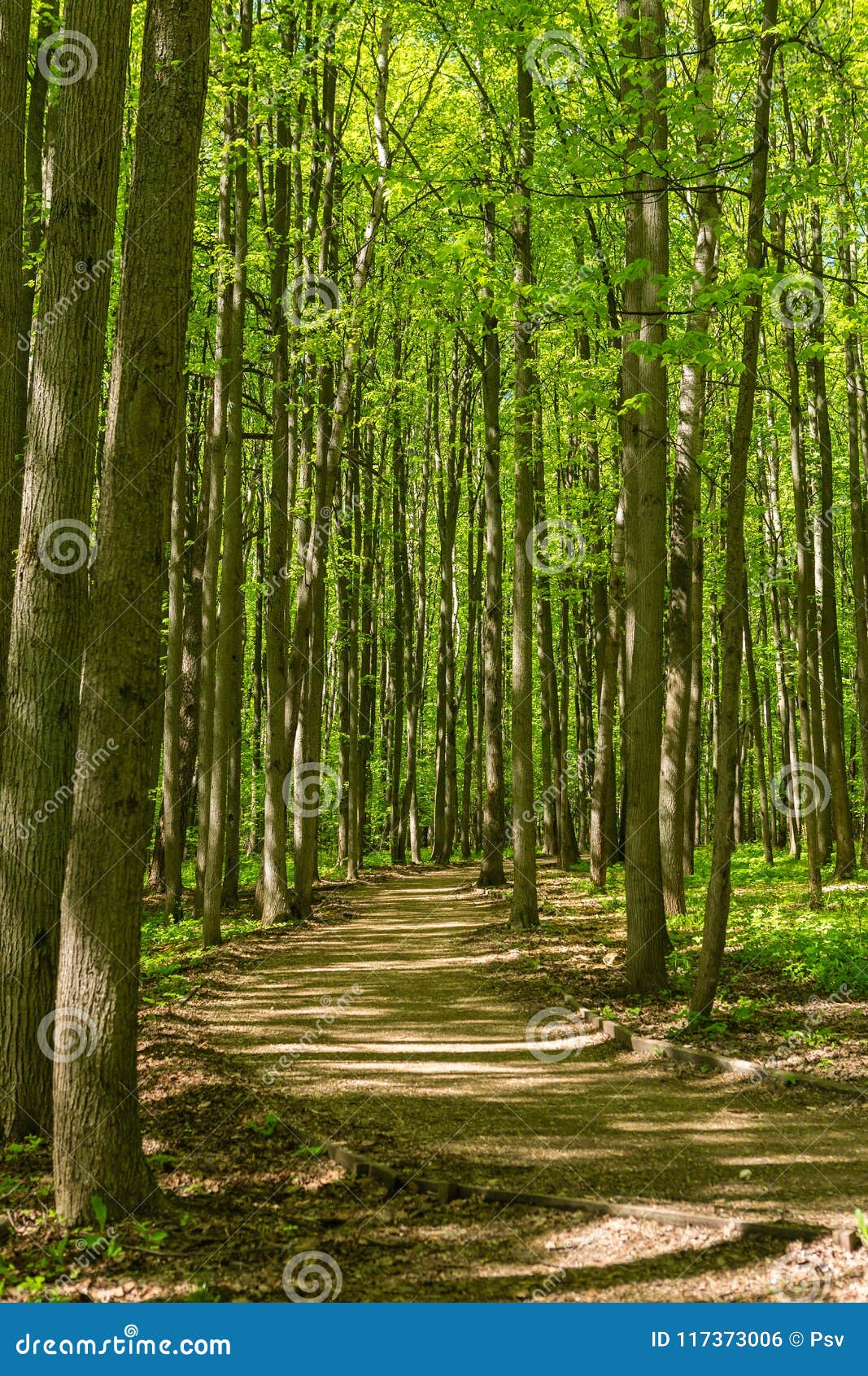 Path between Trunks of Trees in the Wood Stock Photo - Image of light ...