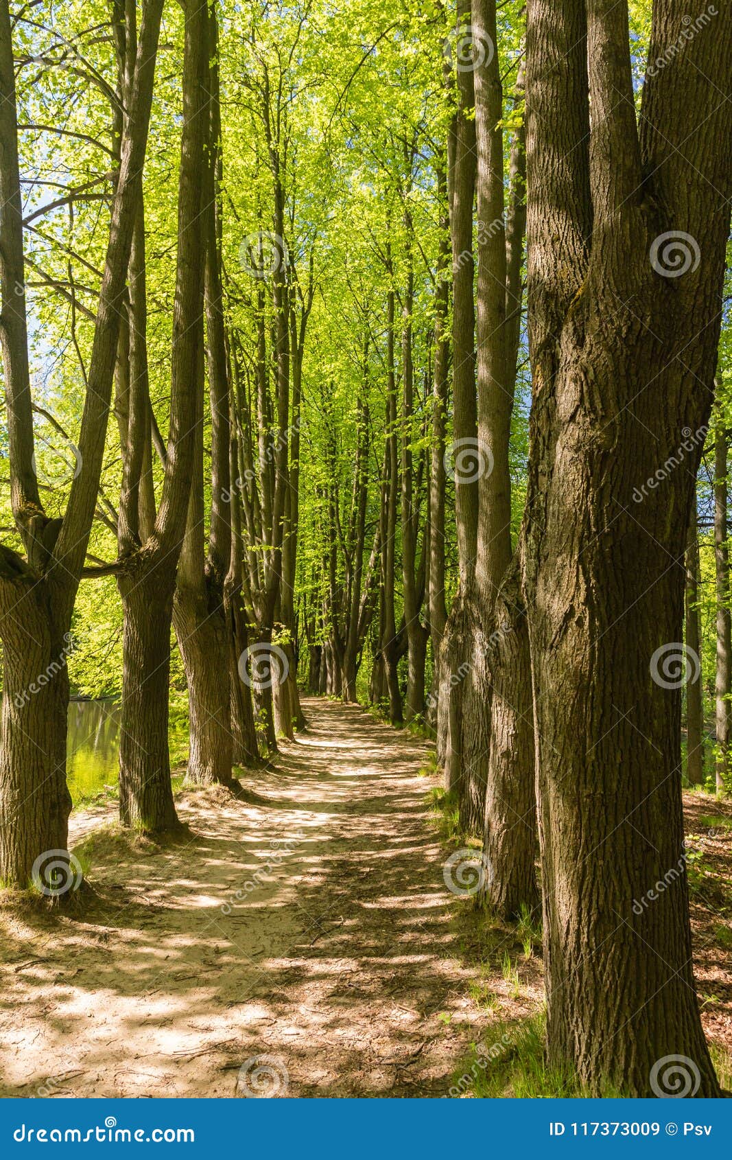 Path between Trunks of Trees in the Wood Stock Image - Image of park ...