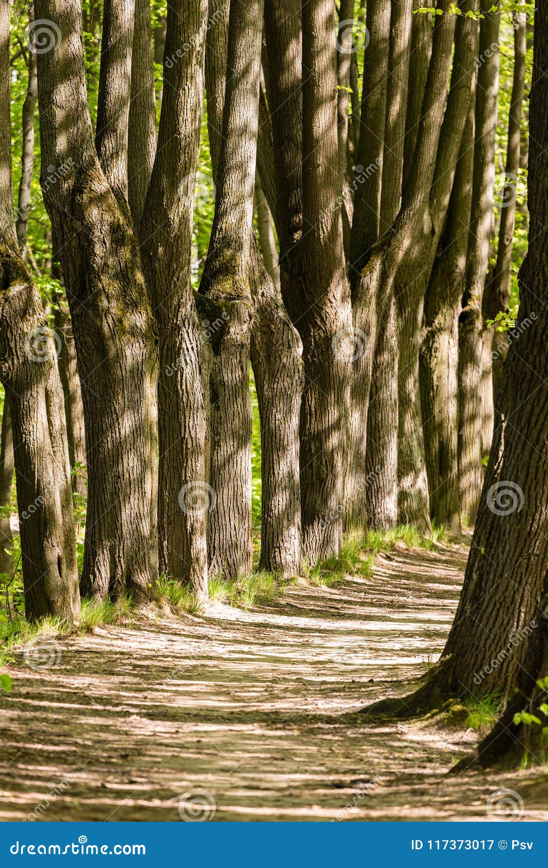 Path between Trunks of Trees in the Wood Stock Image - Image of ...