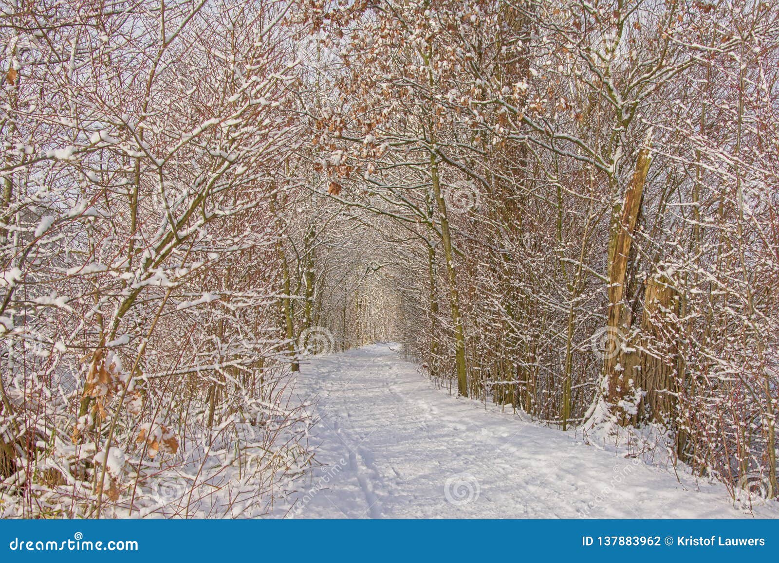 Path through a Tunnel of Bare Winter Trees an Dshrubs, Covered in Snow ...