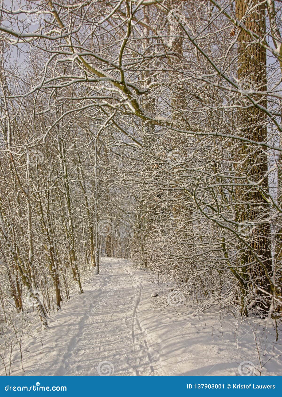 Path through a Tunnel of Bare Winter Trees and Shrubs, Covered in Snow ...