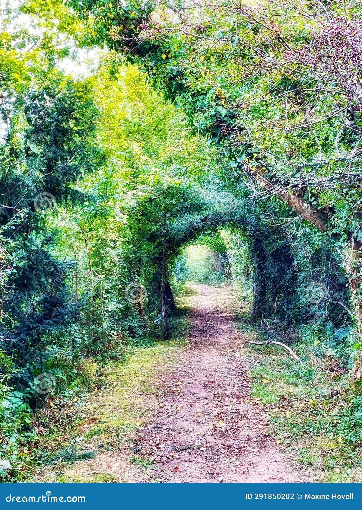 Path through the Tunnel of Trees Stock Photo - Image of trees, nature ...