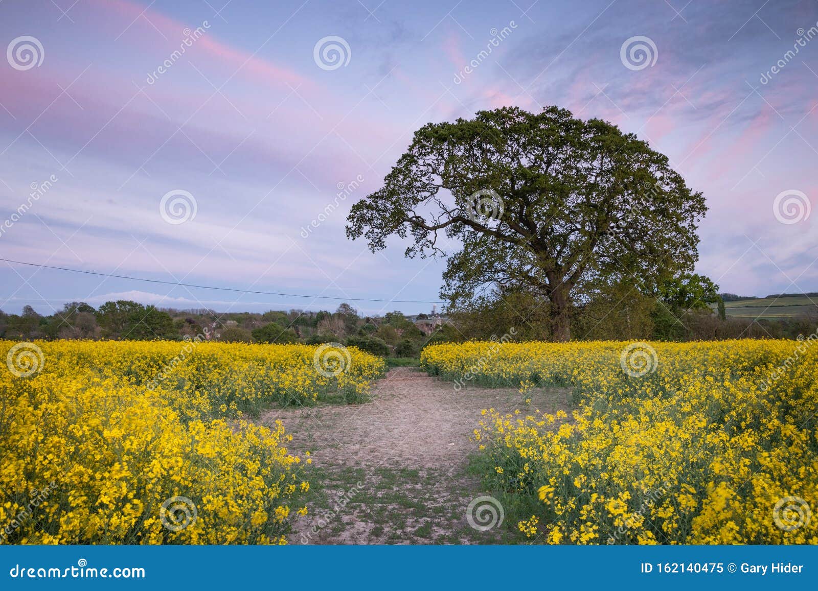 A Path between Two Fields of Oil Seed Flowers Stock Image - Image of ...