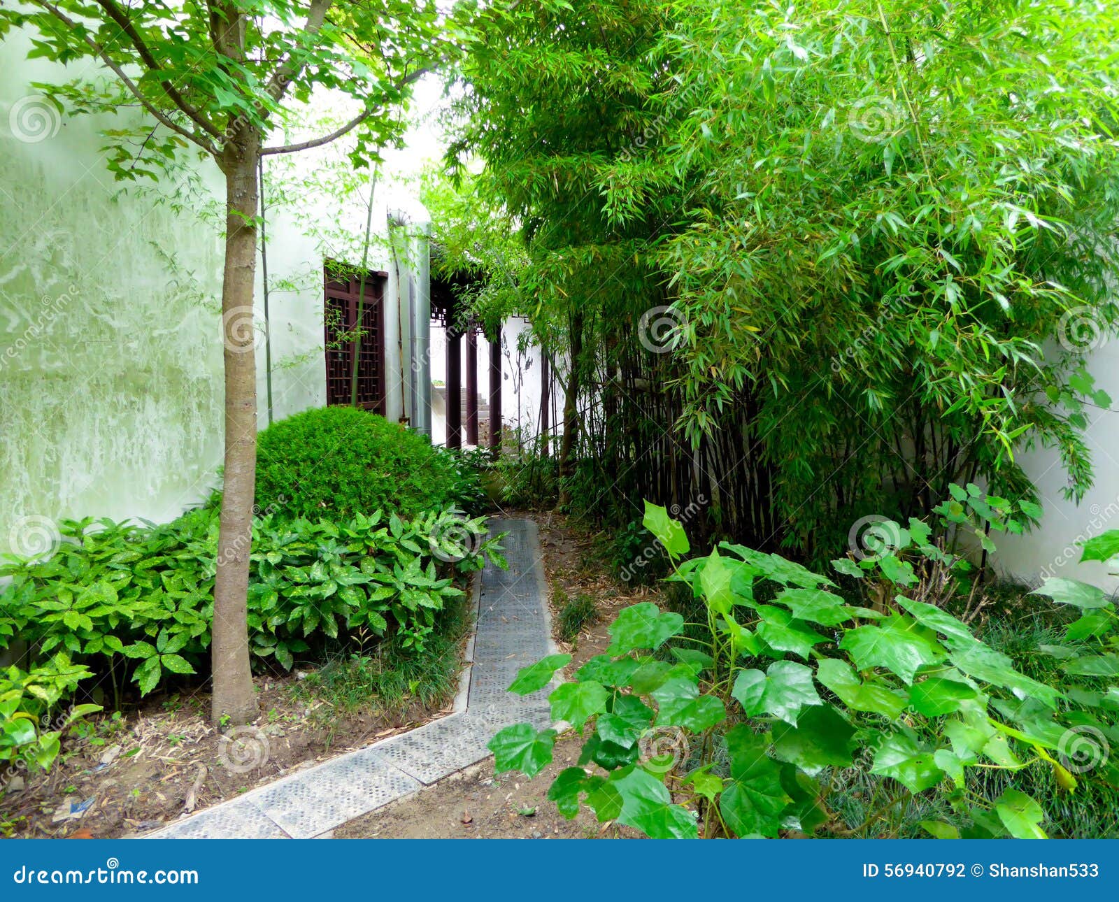 A Path through Two Rows of Trees Stock Photo - Image of catching, fresh ...