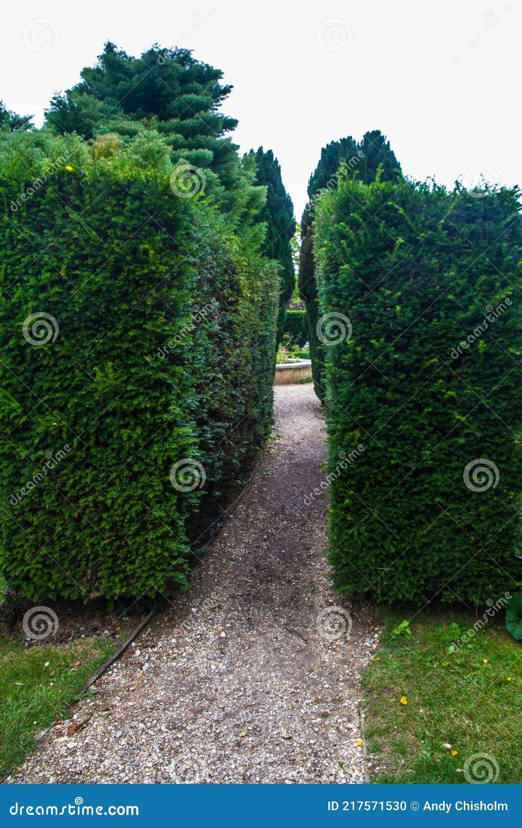 Path between Two Well Trimmed Green Bushes Stock Photo - Image of ...
