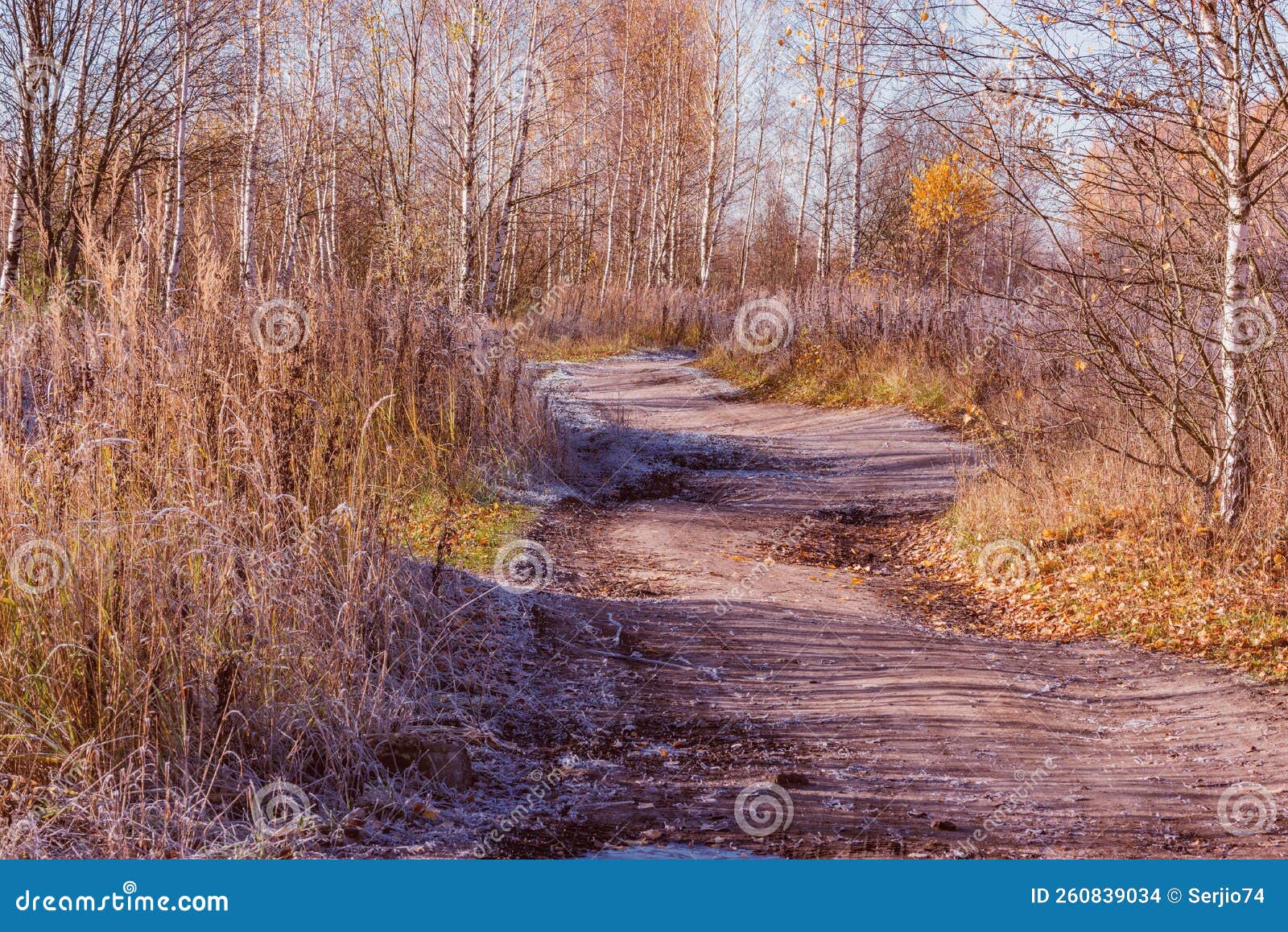 Path Under the Frost in the Forest Stock Photo - Image of forest, snow ...