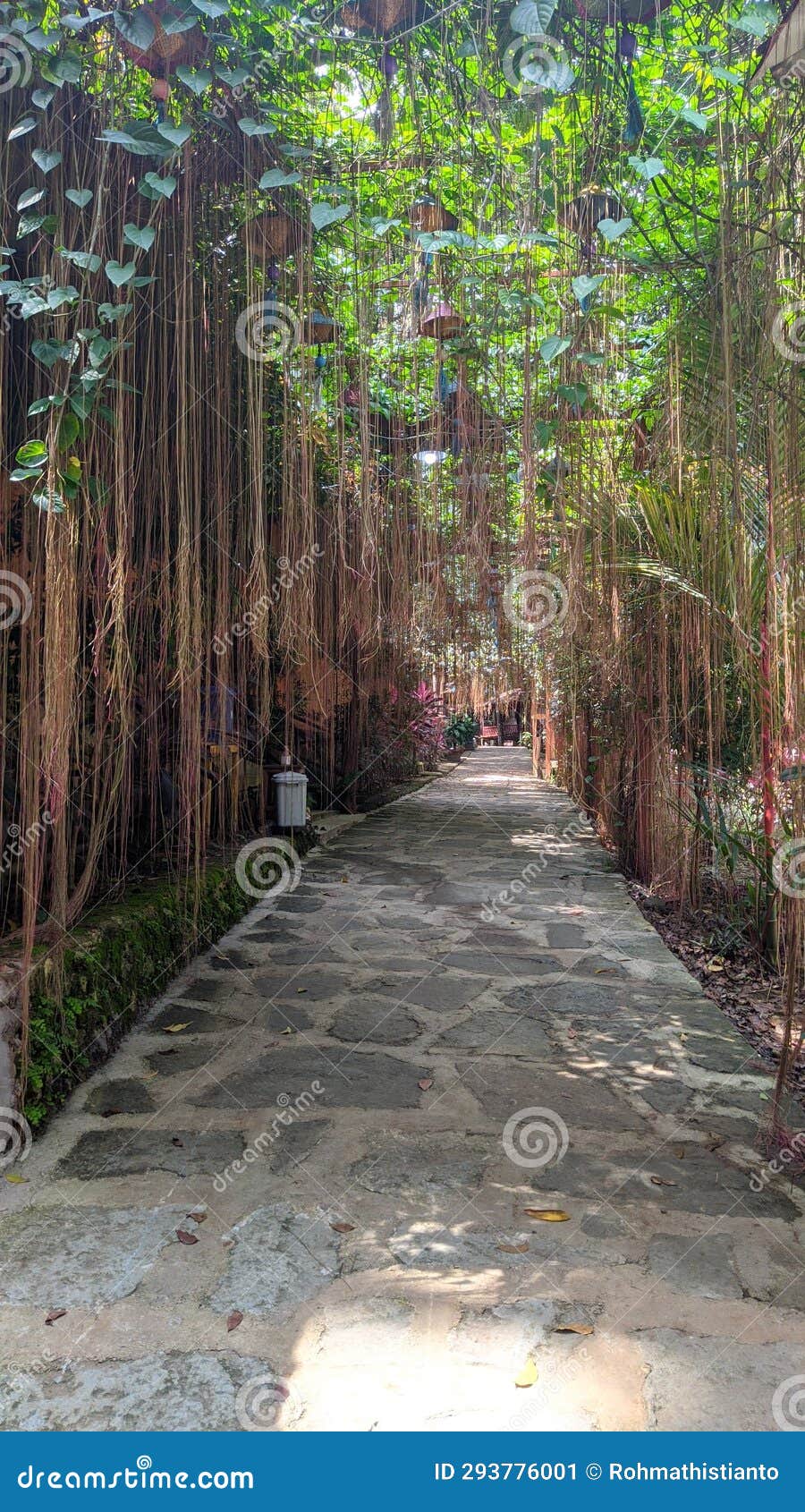The Path Under the Hanging Roots is Very Beautiful Stock Image - Image ...