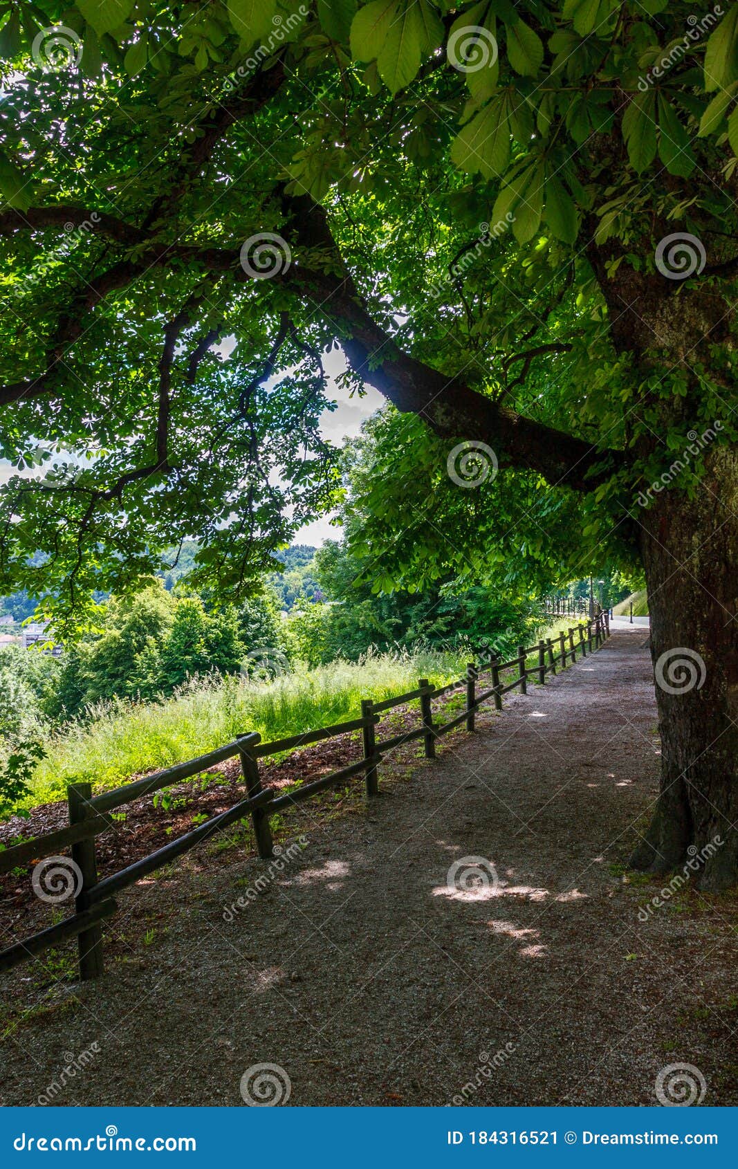 Path Under a Shady Oak Tree on Top of a Hill Stock Image - Image of ...