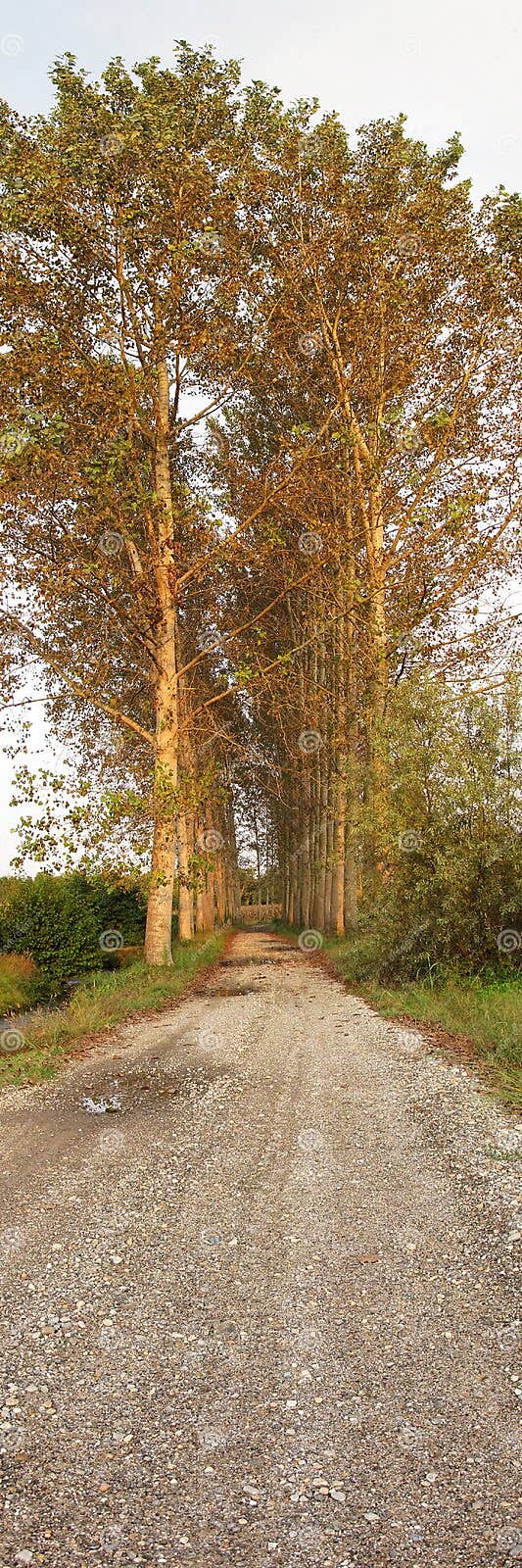 Path under trees stock image. Image of autumn, branch - 11169911