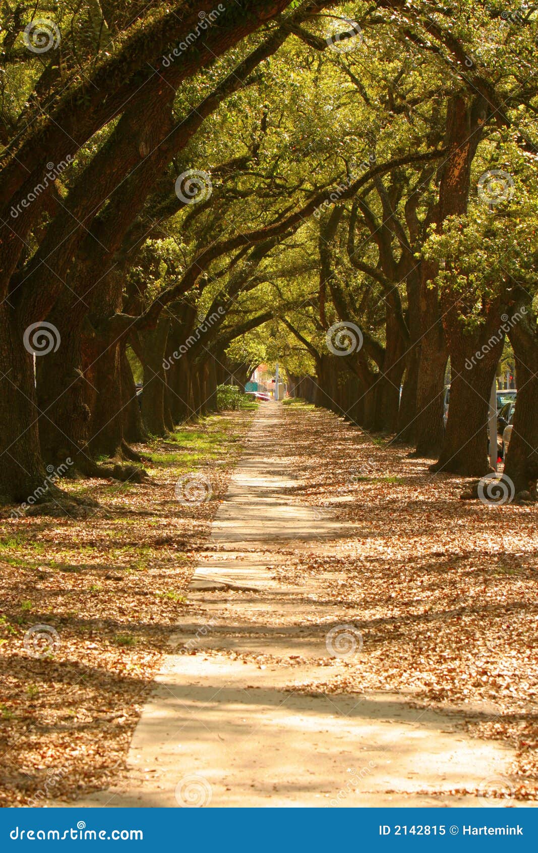 Path under trees stock image. Image of arch, pedestrian - 2142815
