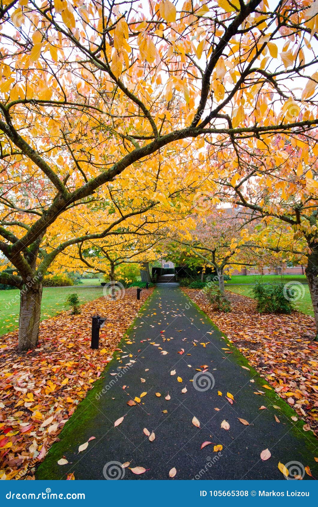 Path Under Trees during Autumn Stock Photo - Image of background ...