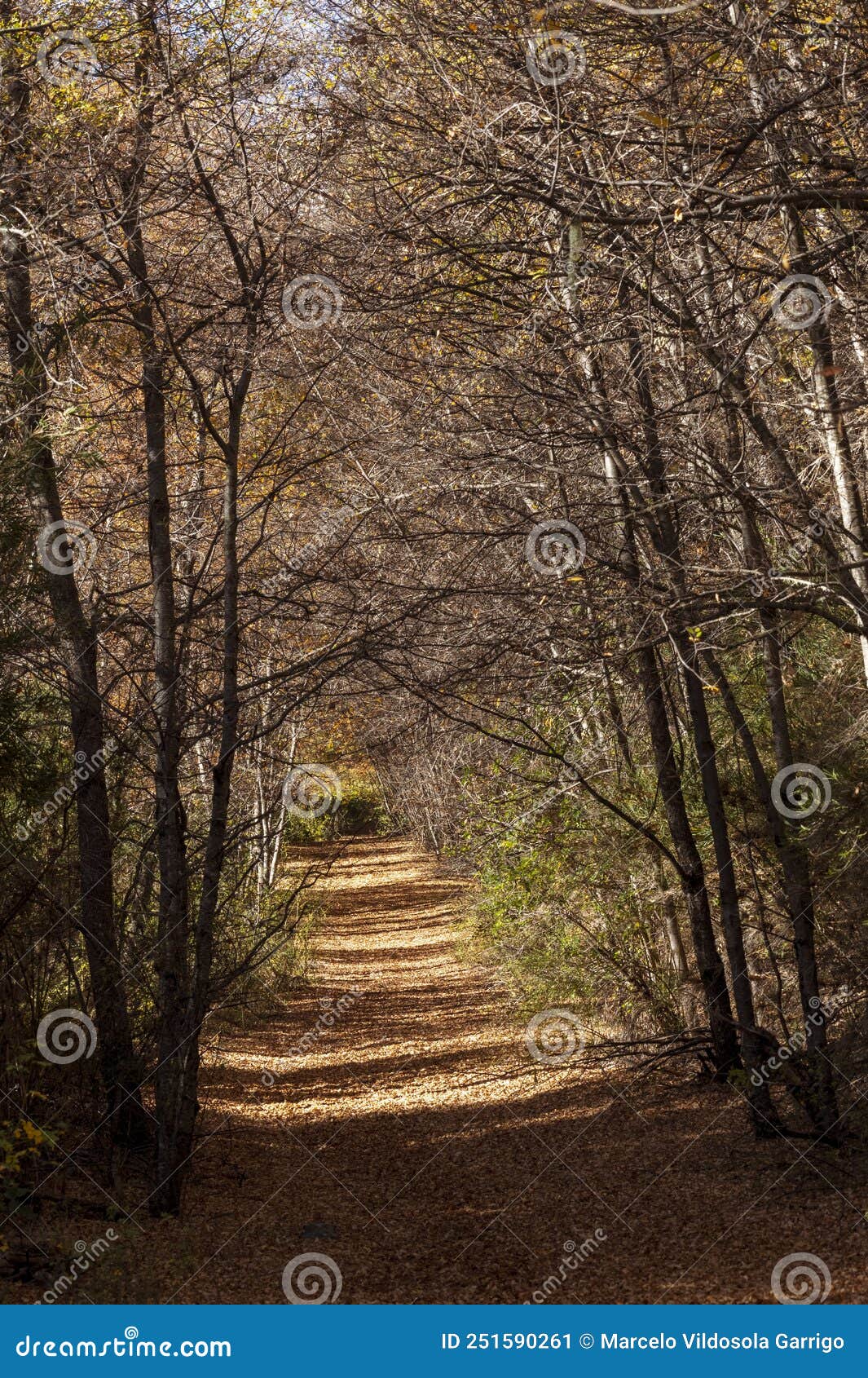 The Branches of the Trees Cover the Small Path Stock Image - Image of ...