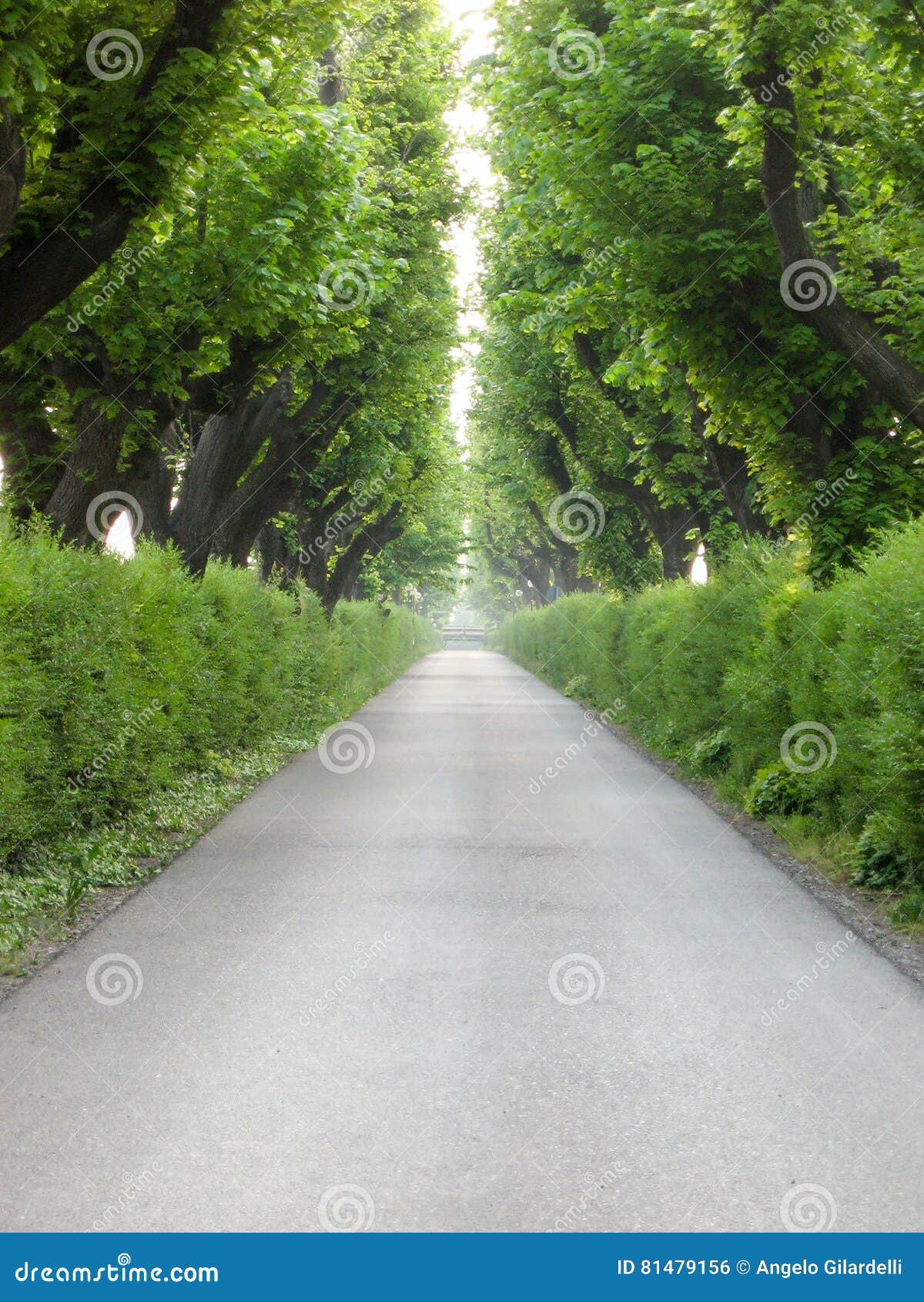 Path under the trees stock photo. Image of leaves, path - 81479156