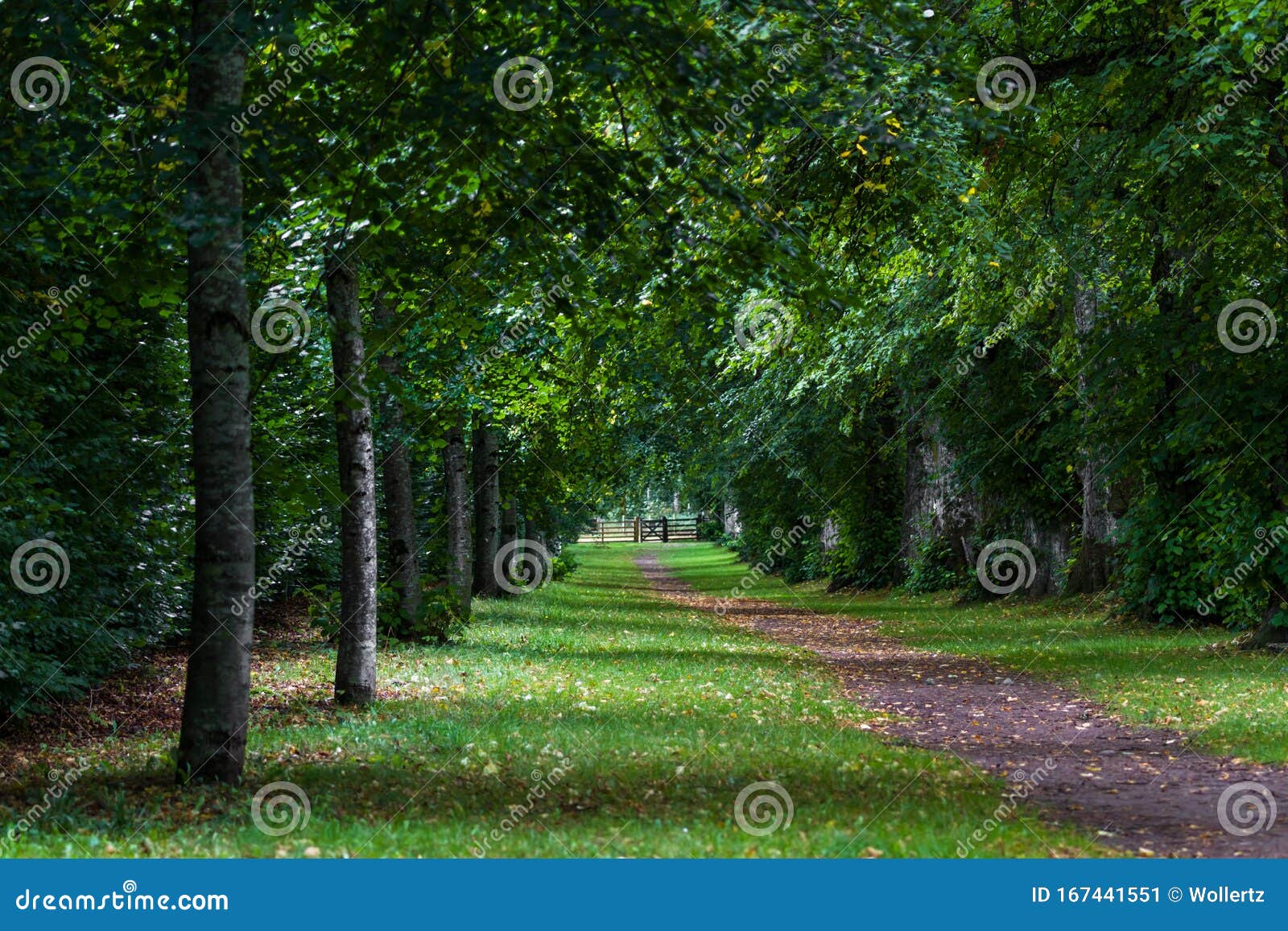 Path under the trees stock image. Image of outdoors - 167441551