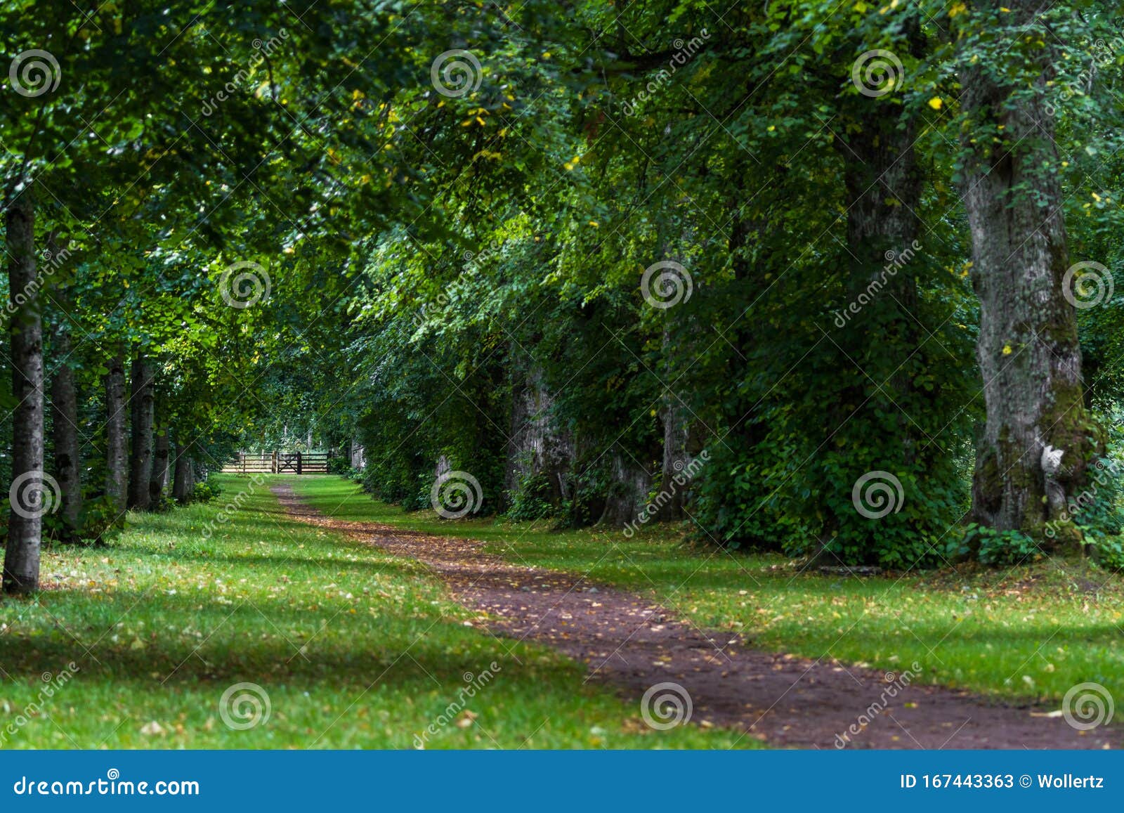 Path under the trees stock image. Image of long, pitlochry - 167443363