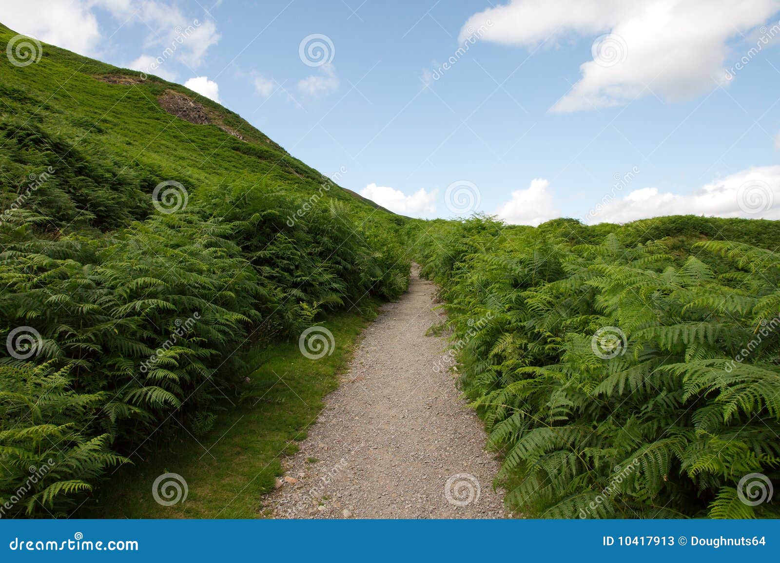 Path Up a Hill between Ferns Stock Image - Image of track, fern: 10417913