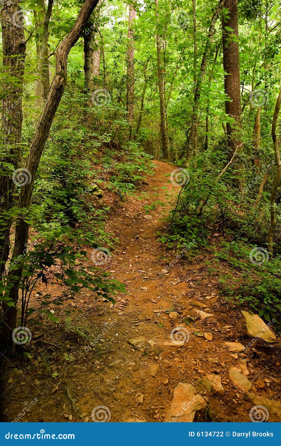 Path Up Hill in Woods stock photo. Image of bark, trunk - 6134722