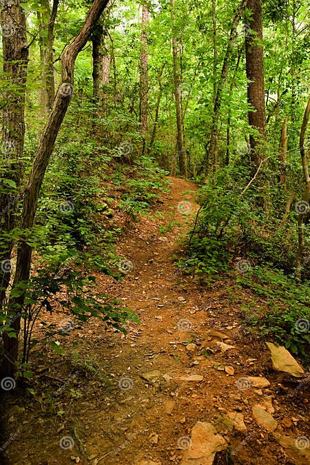 Path Up Hill in Woods stock photo. Image of bark, trunk - 6134722