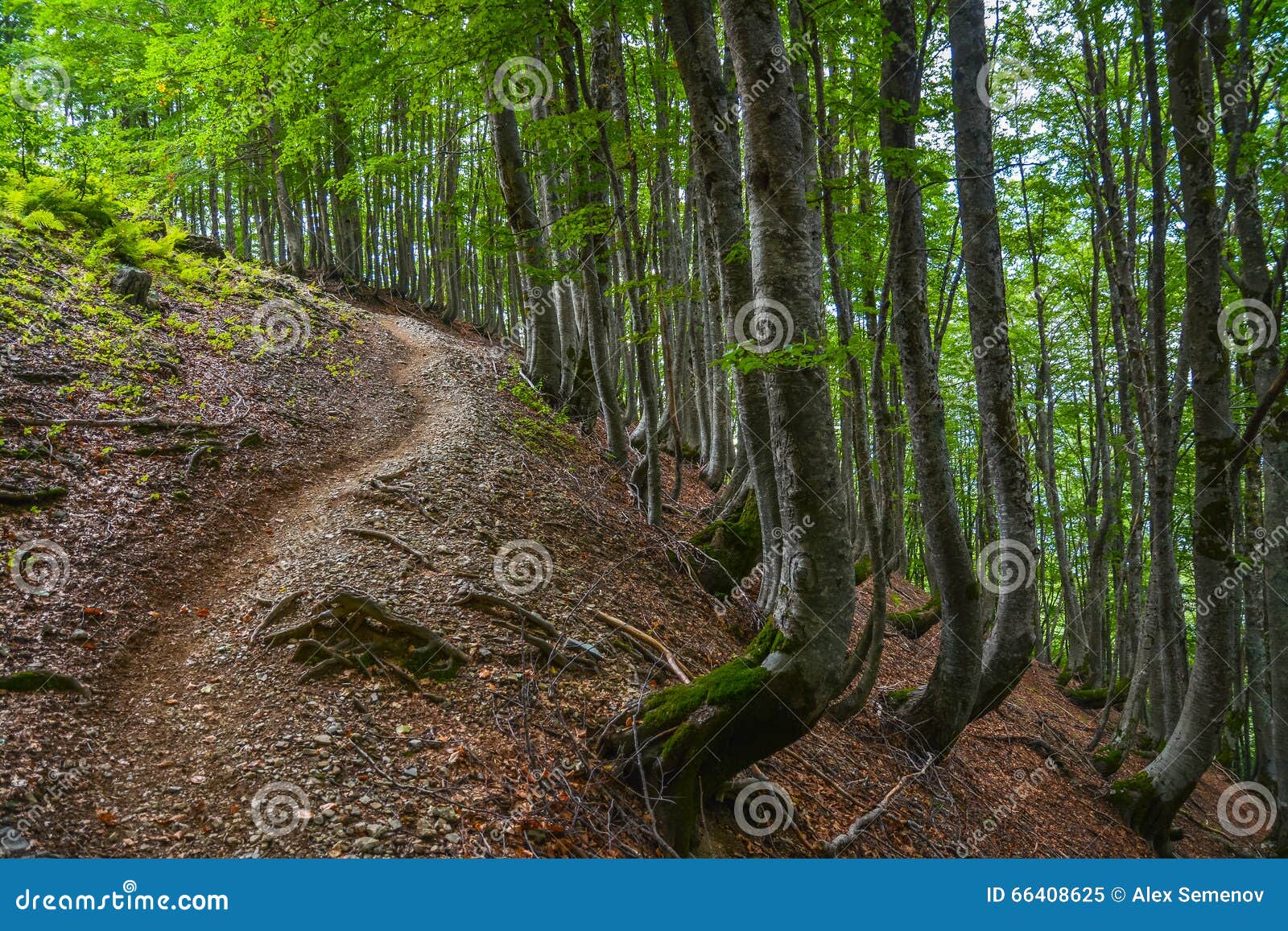 Path Up through the Woods on a Mountain Slope Stock Image - Image of ...