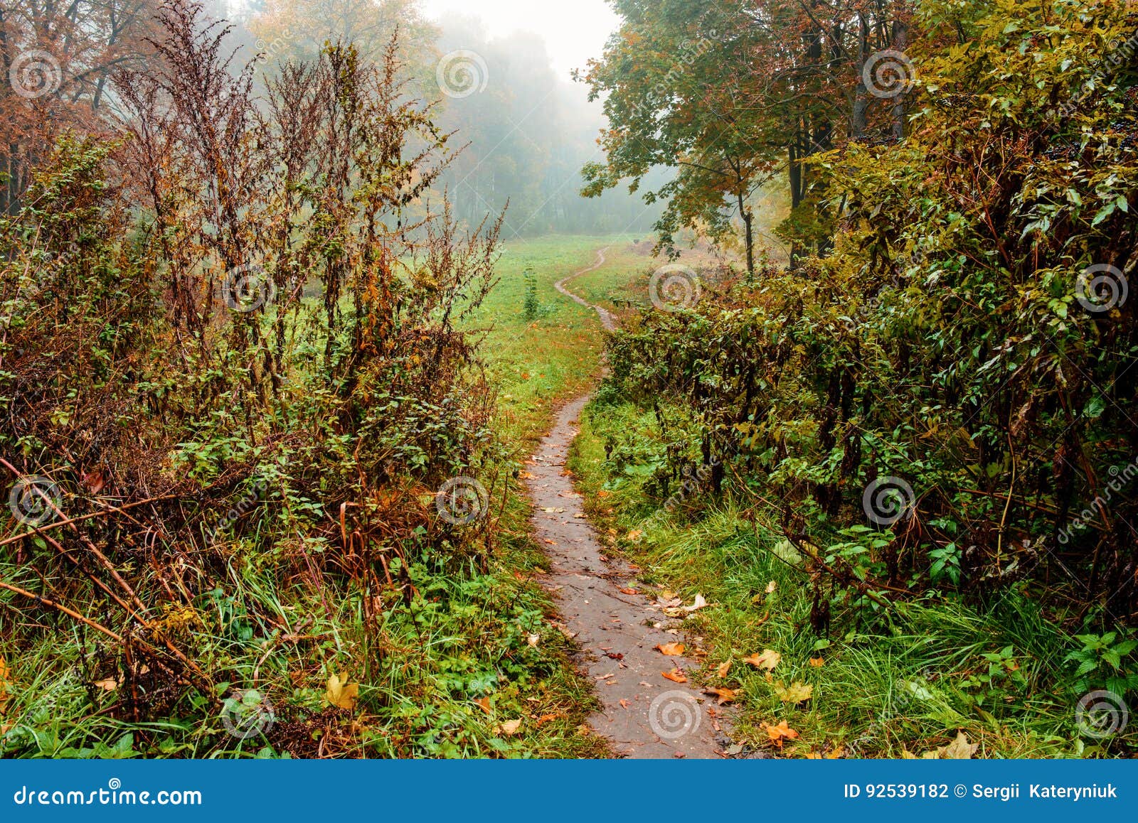 Path through the Valley in the Fog Stock Photo - Image of autumn ...