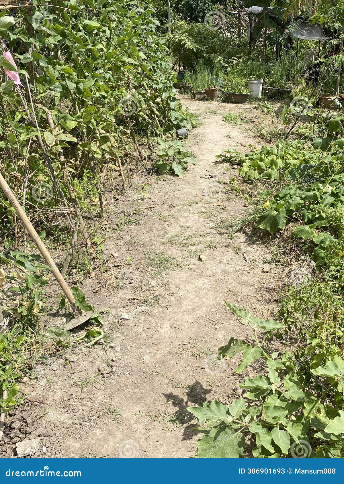 Path in the Vegetable Garden Stock Image - Image of summer, environment ...
