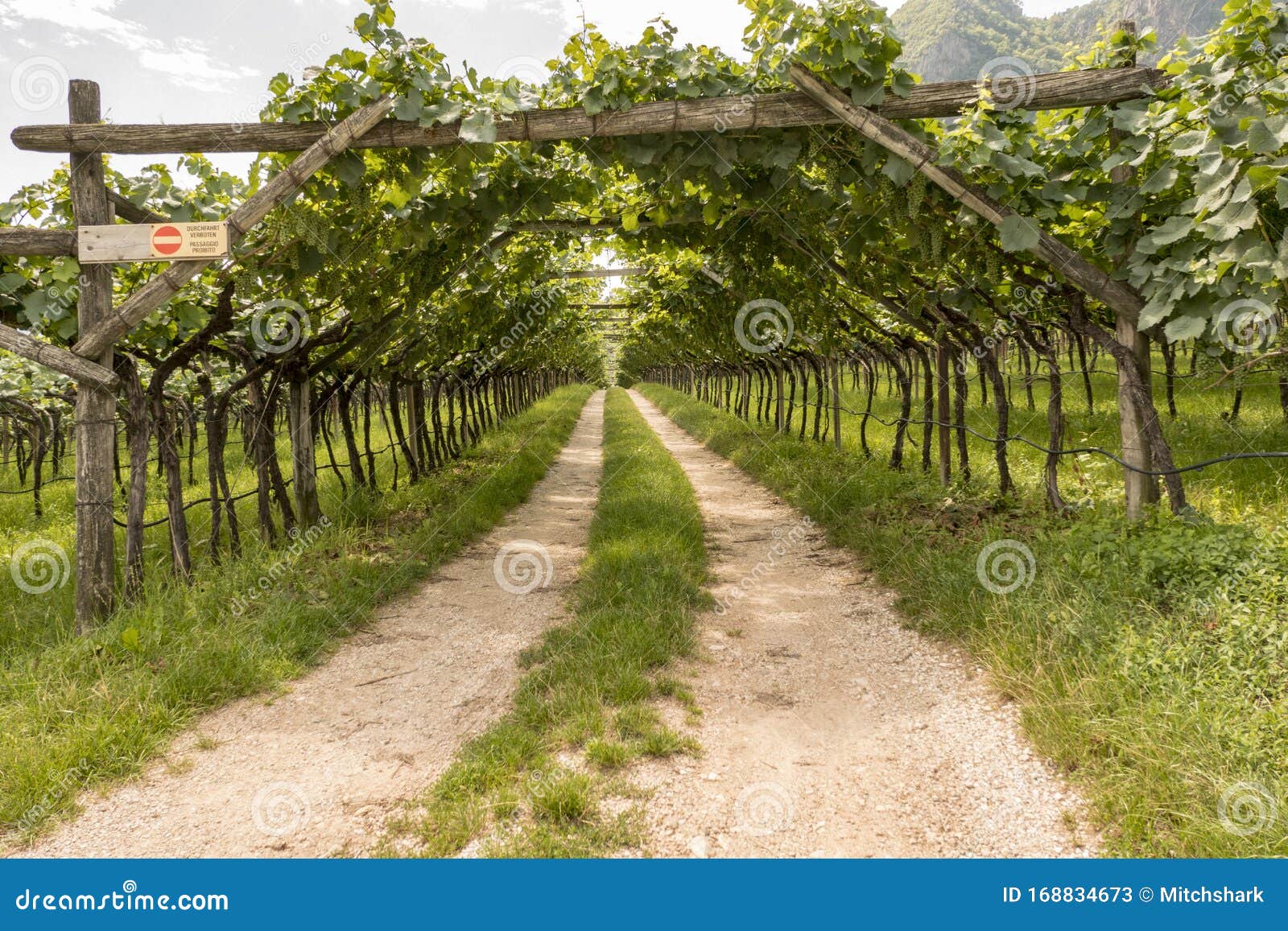 Path through the Vineyard Covered with Vines Stock Image - Image of ...