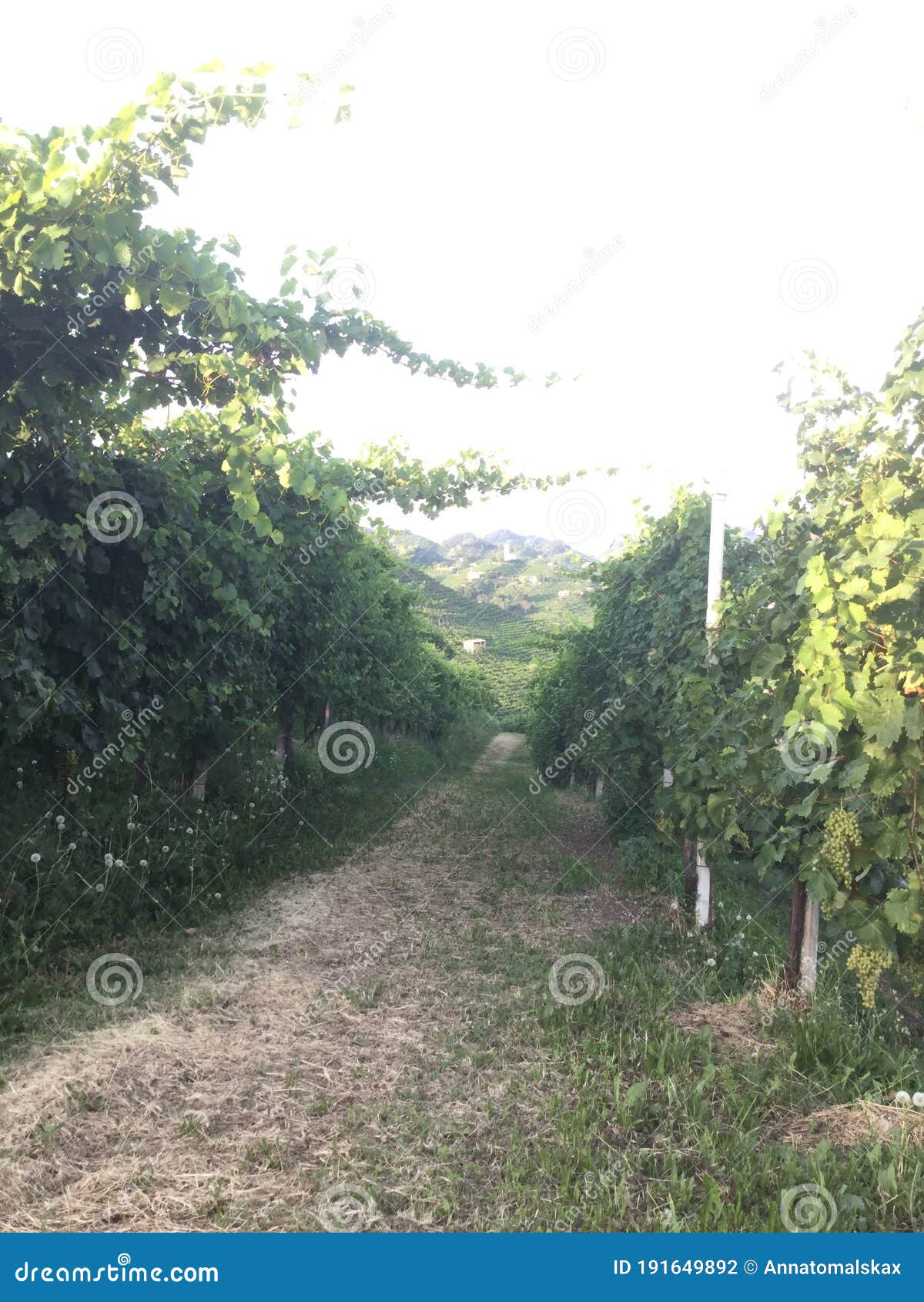 Path in the vineyard stock photo. Image of green, path - 191649892