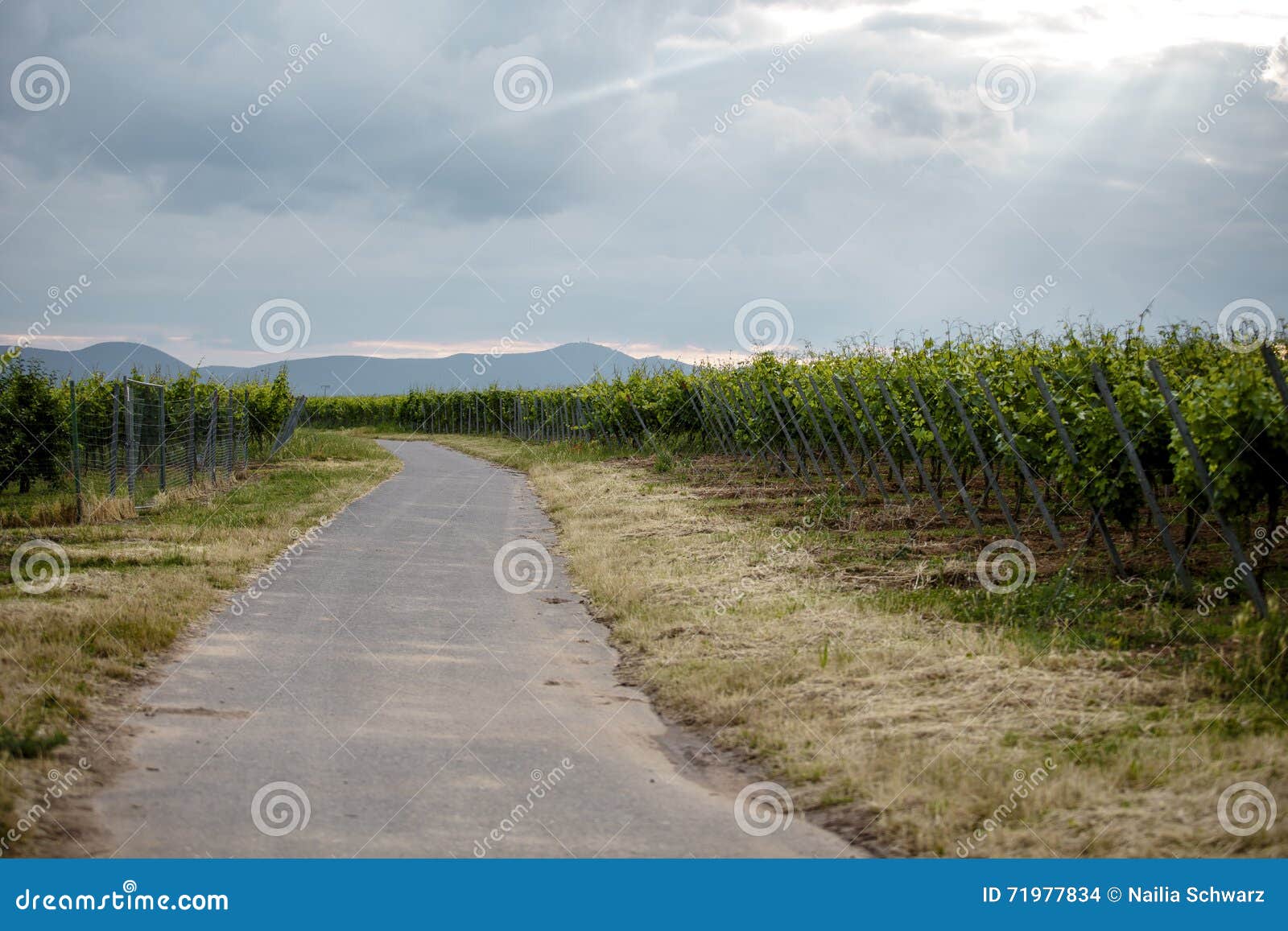 Path through the Vineyard stock photo. Image of road - 71977834