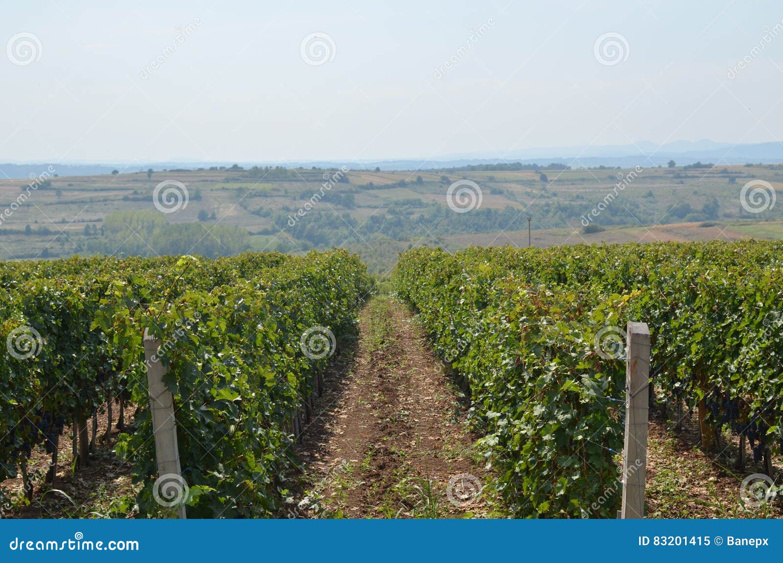 Path through Vineyard stock image. Image of blue, leaves - 83201415