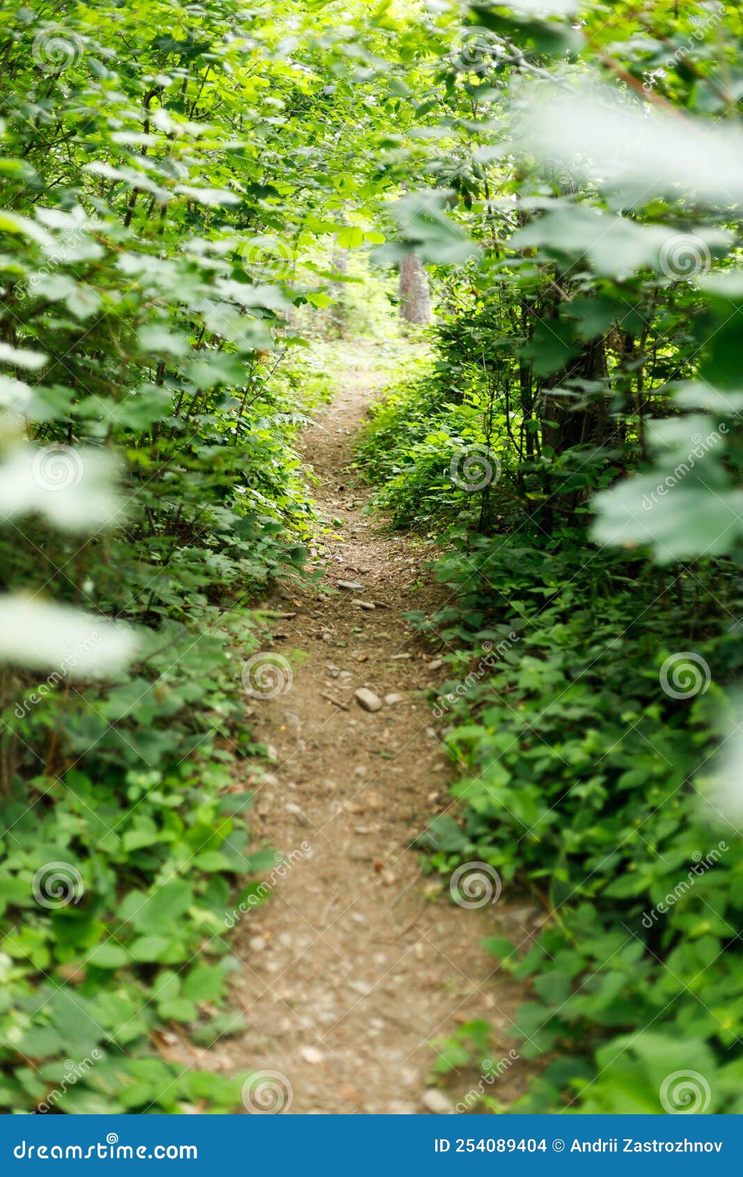Path for a Walk in the Forest, Vertically Stock Photo - Image of ...