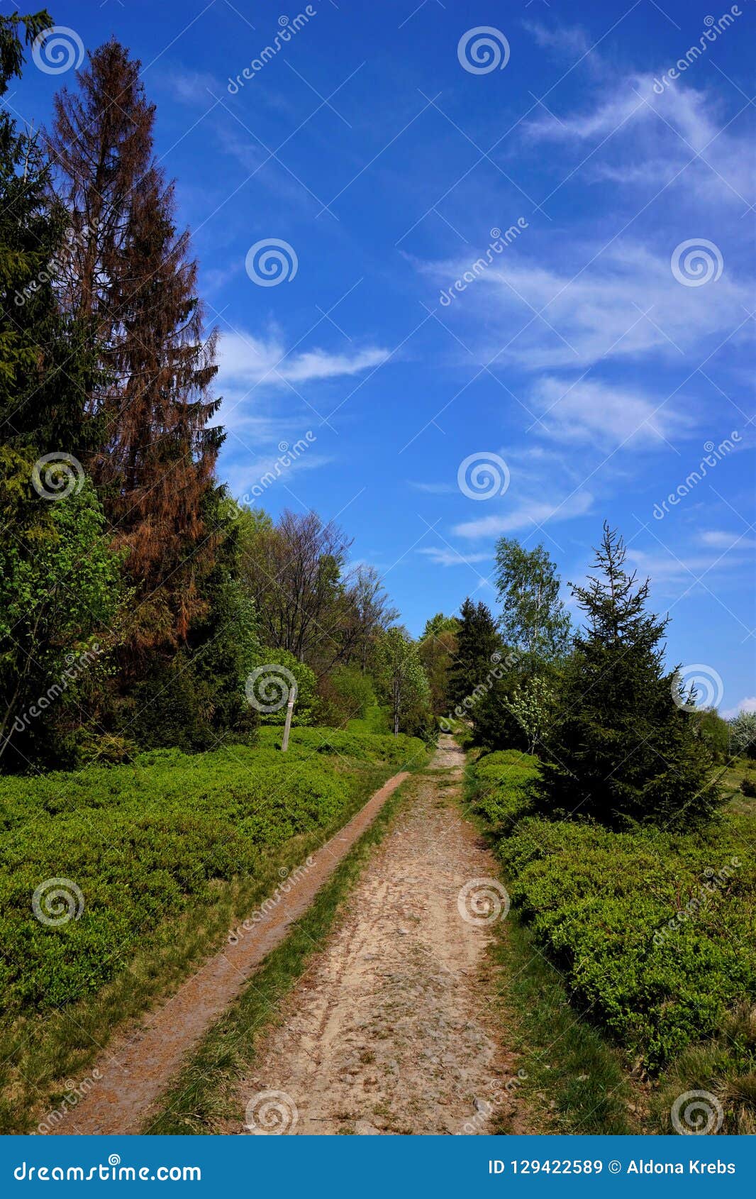 Path, Walking in the Morning Stock Image - Image of activity, country ...