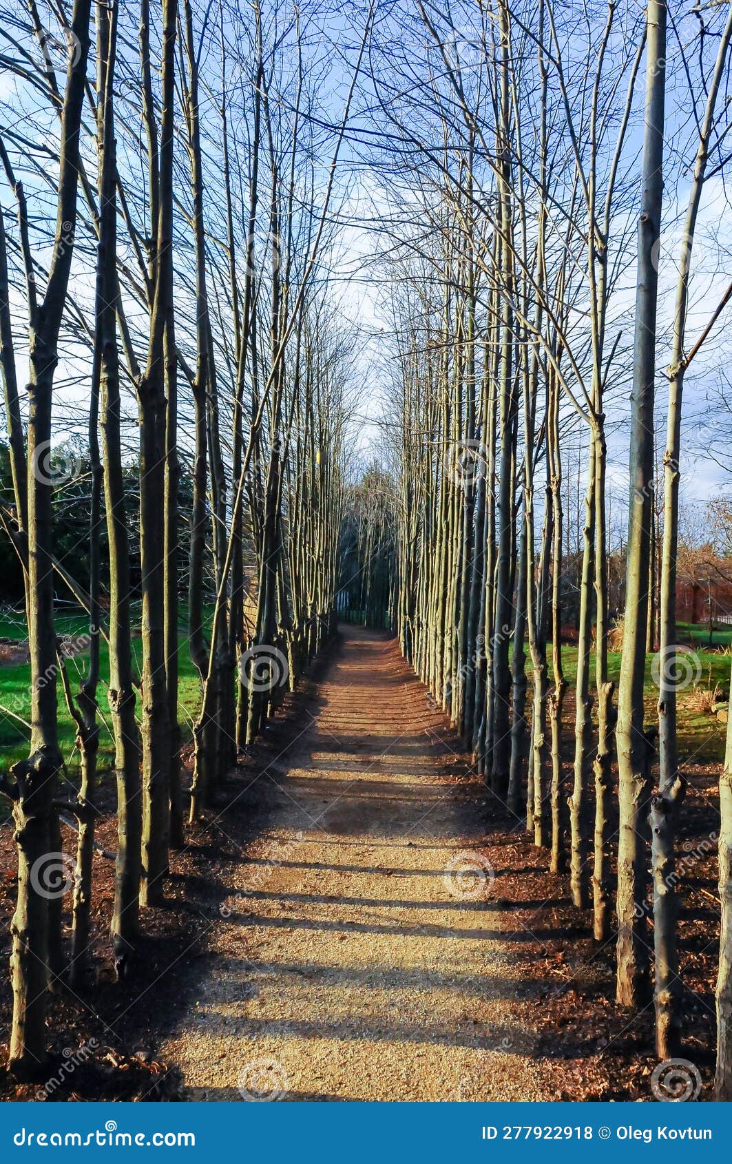 A Path for Walking among a Smooth Alley of Trees in a Garden in New ...
