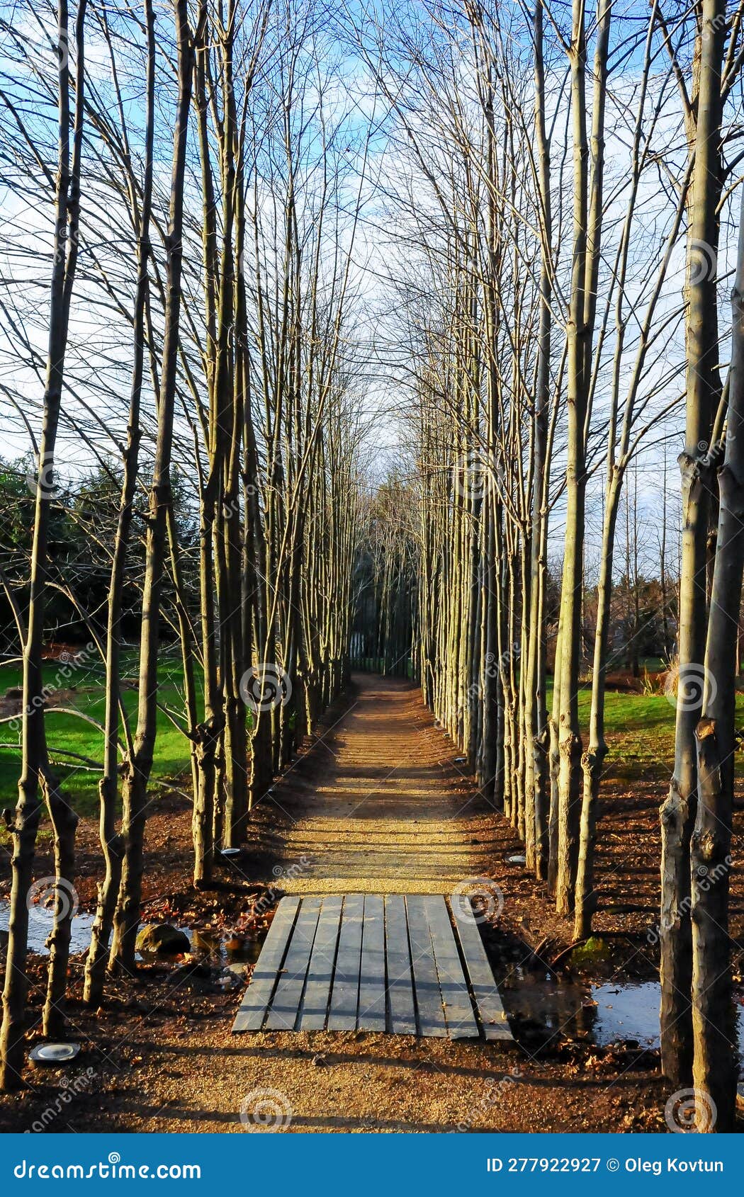 A Path for Walking among a Smooth Alley of Trees in a Garden in New ...