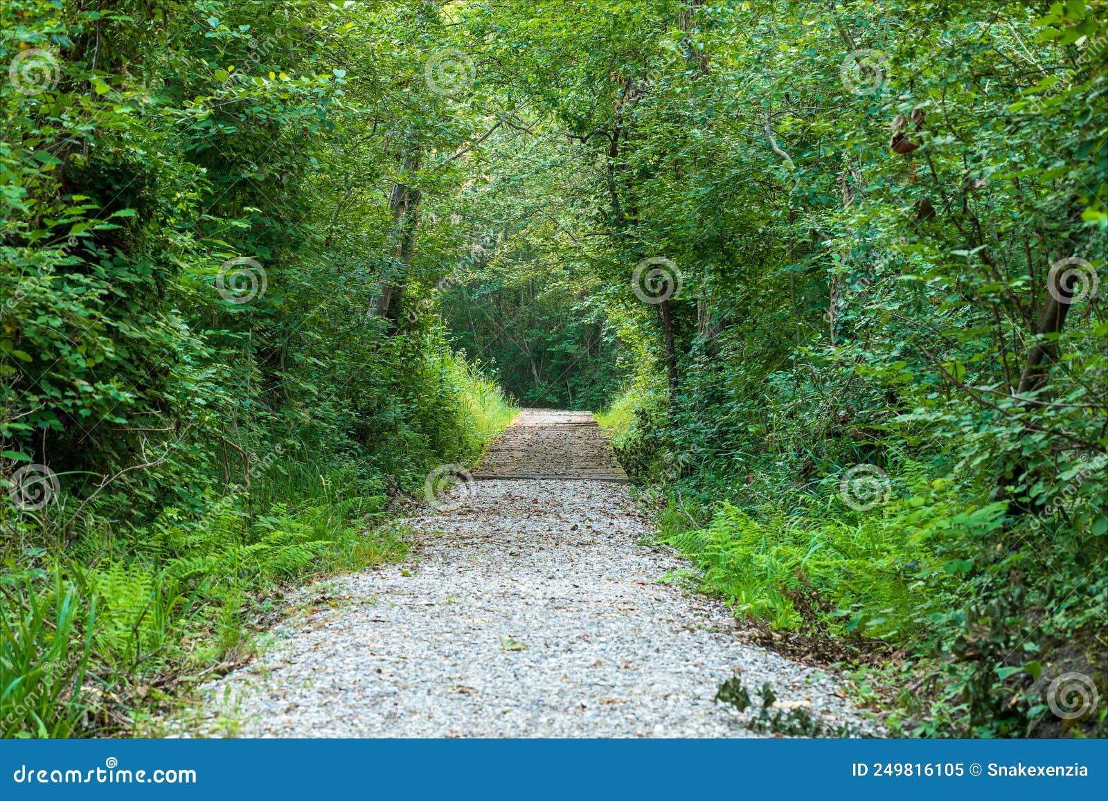 Path for Walking among the Spontaneous Green and Thick Vegetation of ...
