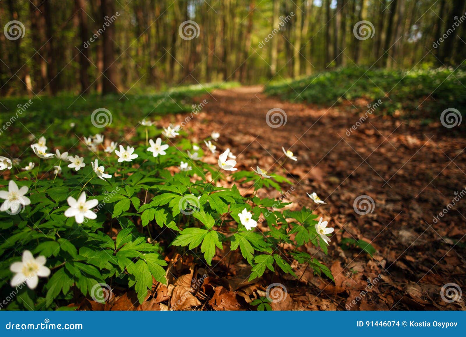 70,498 Spring Path Way Stock Photos - Free & Royalty-Free Stock Photos ...