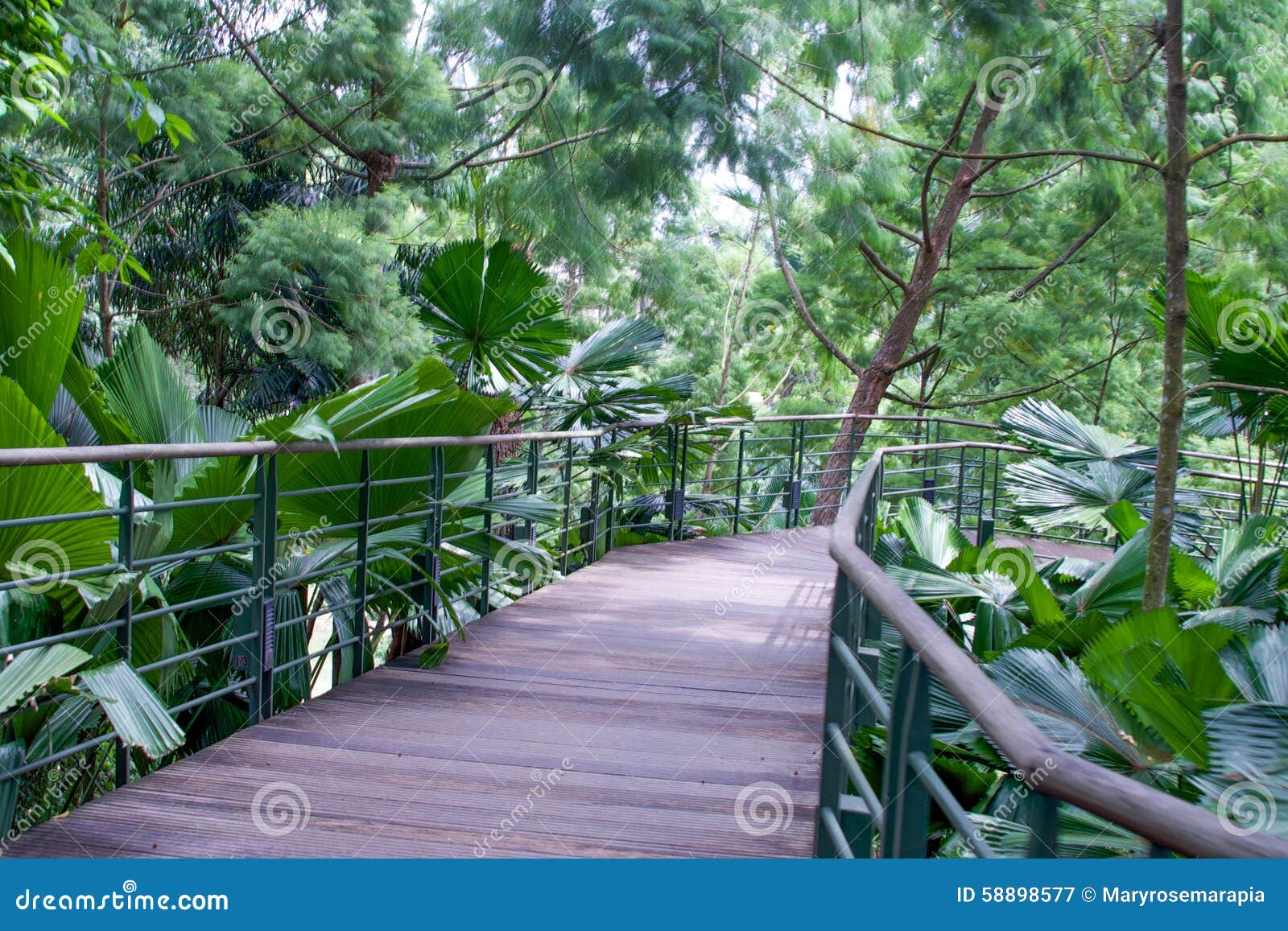 Path Way in the Botanical Garden Stock Image - Image of pathway ...