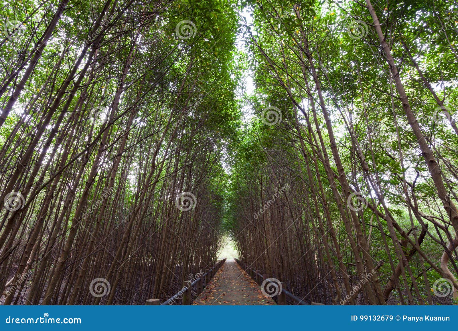Path Way in Mangrove Forest. Stock Image - Image of outdoor, fresh ...