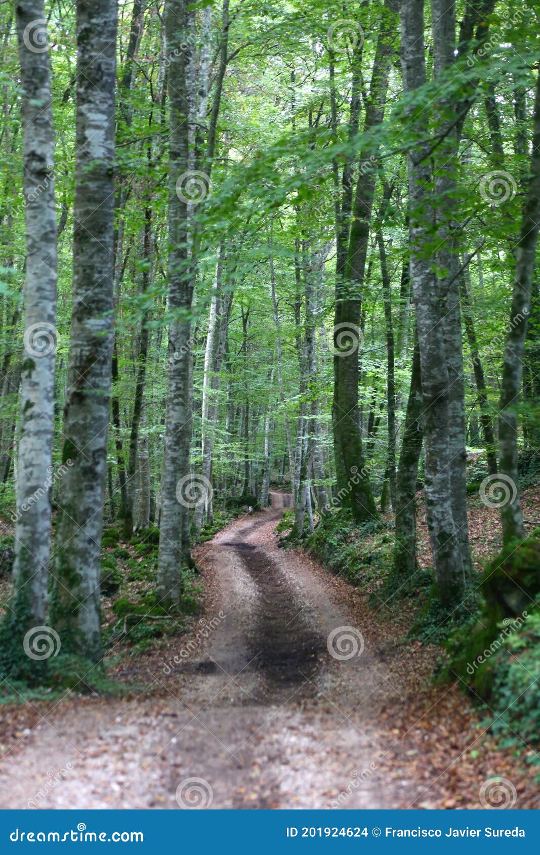 Path Way in the Middle of a Forest of High Trees Stock Photo - Image of ...