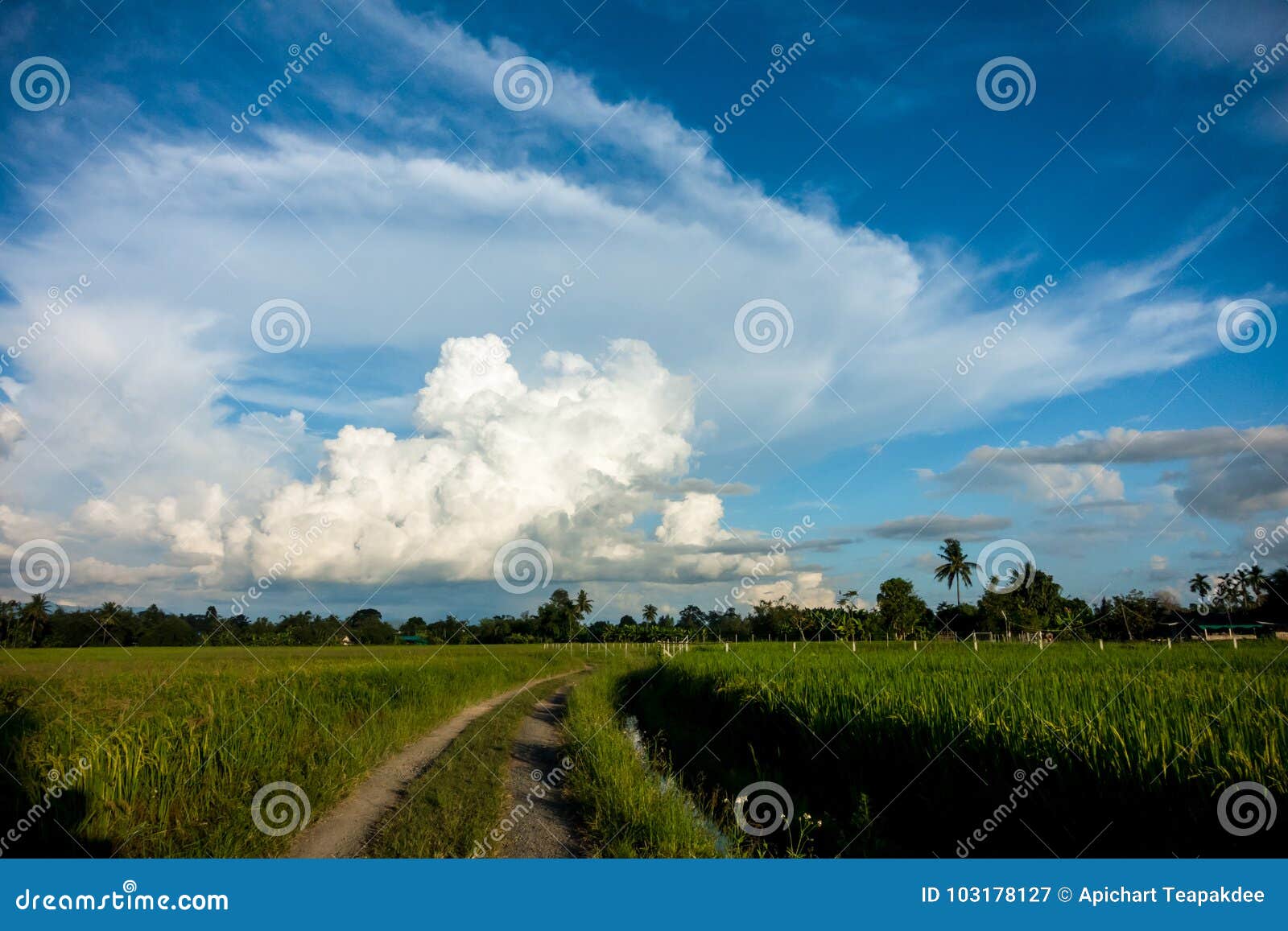 Path way in rice field stock image. Image of cloud, environment - 103178127