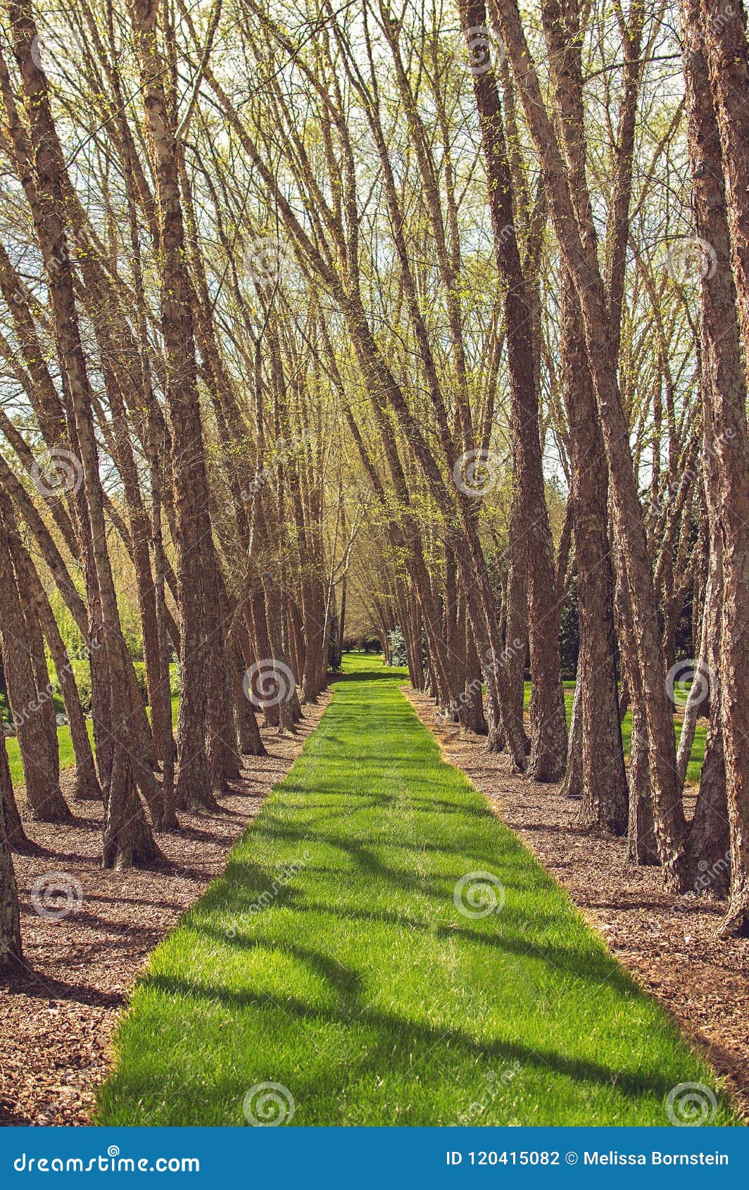 Path way through the trees stock photo. Image of lighted - 120415082