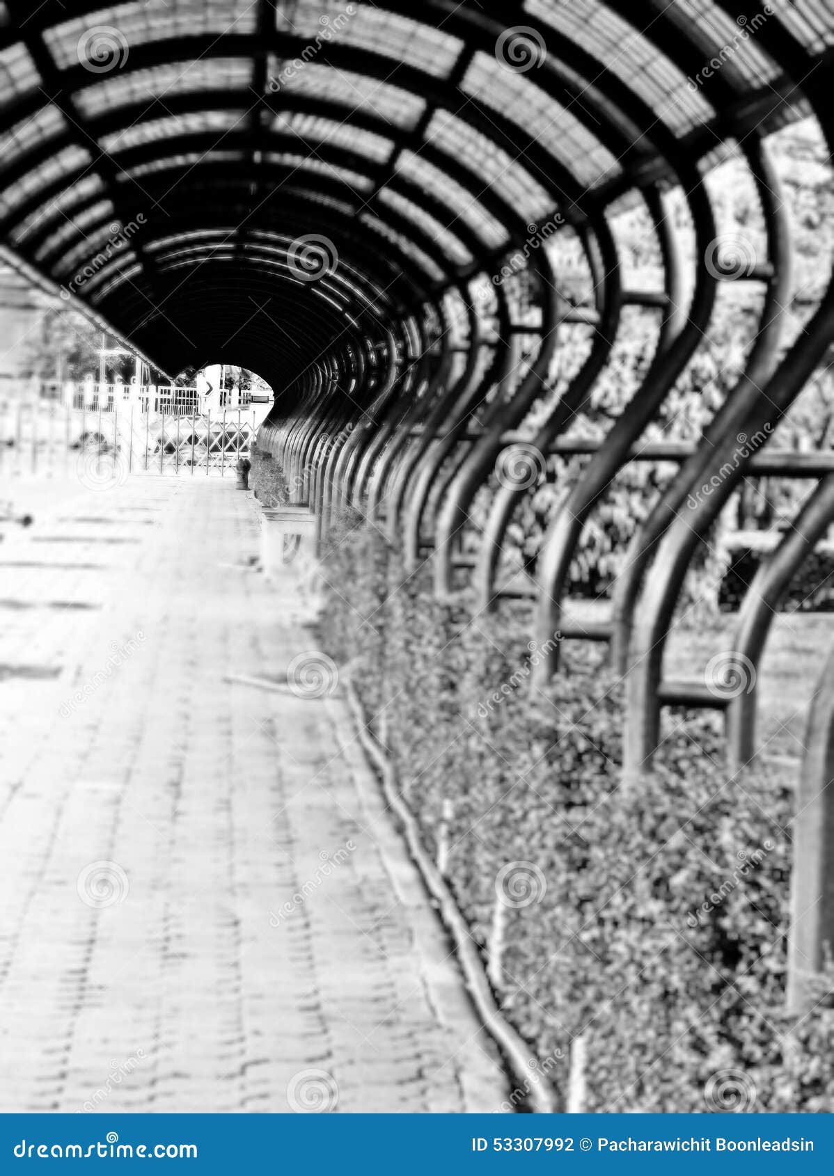Path way stock photo. Image of path, tree, white, outdoors - 53307992