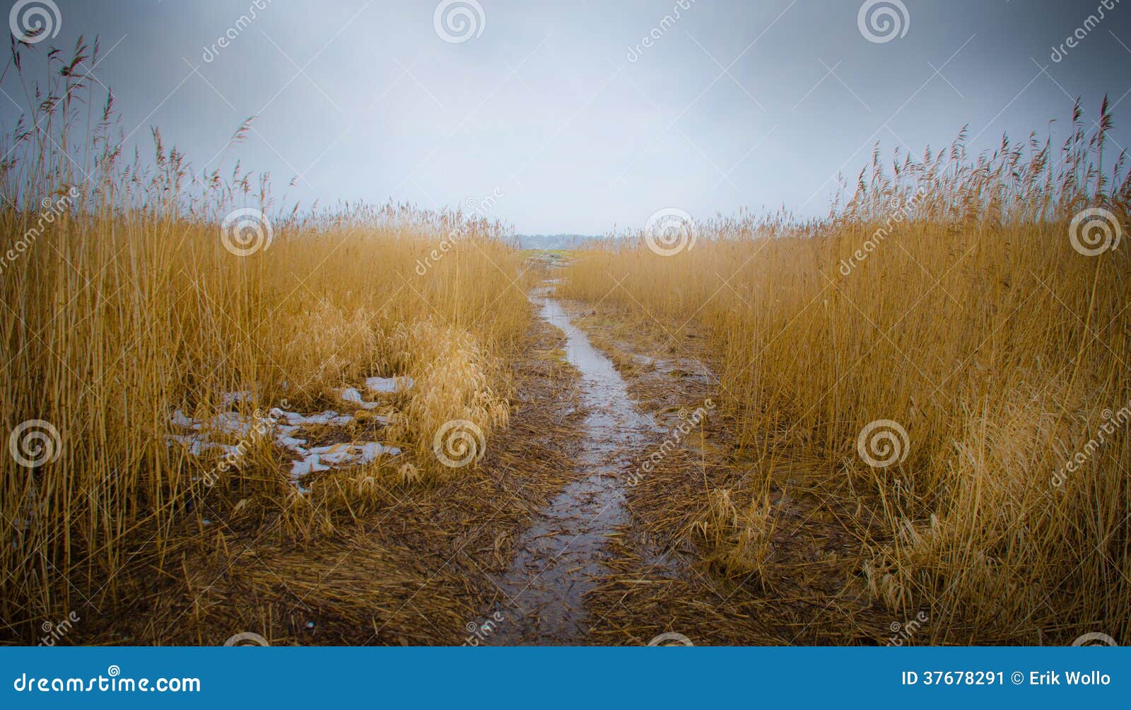 Path into Wetland with Reeds Stock Image - Image of nature, beautiful ...