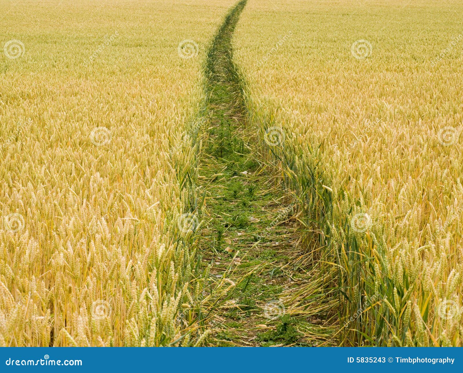 Path in a wheat field stock image. Image of corn, cereal - 5835243